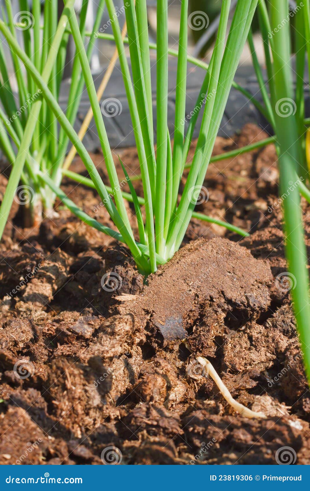 Onions tree stock photo. Image of kitchen, environment - 23819306