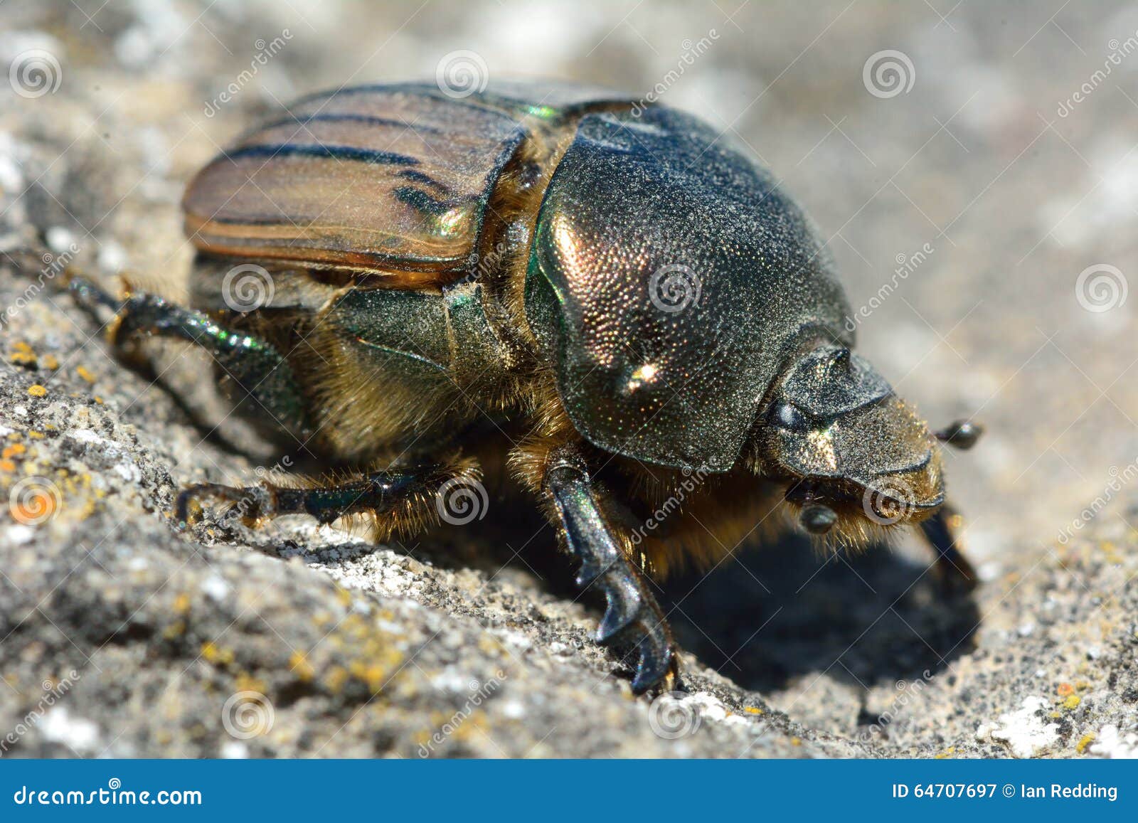 Onitishumerosum, Een Grote Mestkever Stock Afbeelding - Image of kever ...