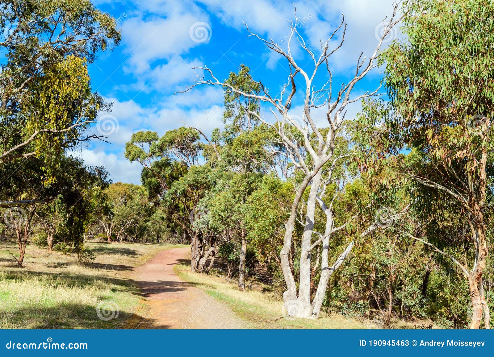 Onkaparinga River National Park Trail Stock Image - Image of ground ...
