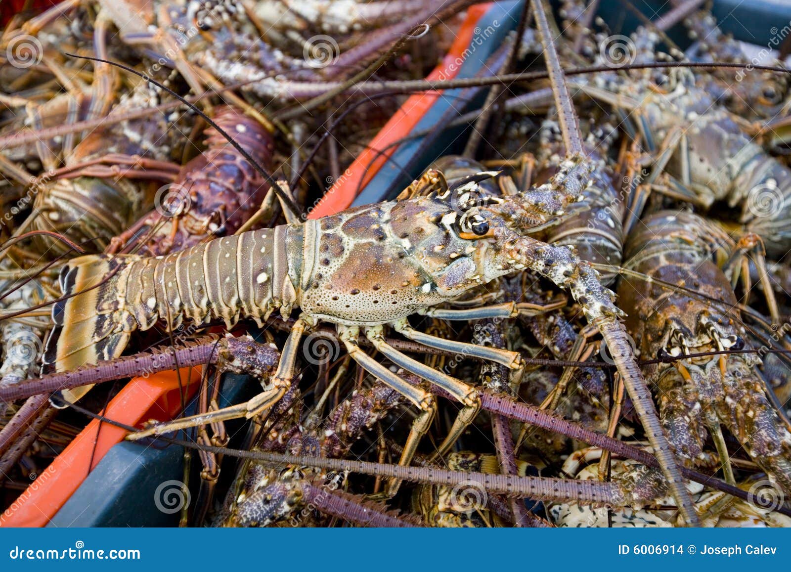 Onlangs gevangen langoest stock foto. Image of dier, behoud - 6006914