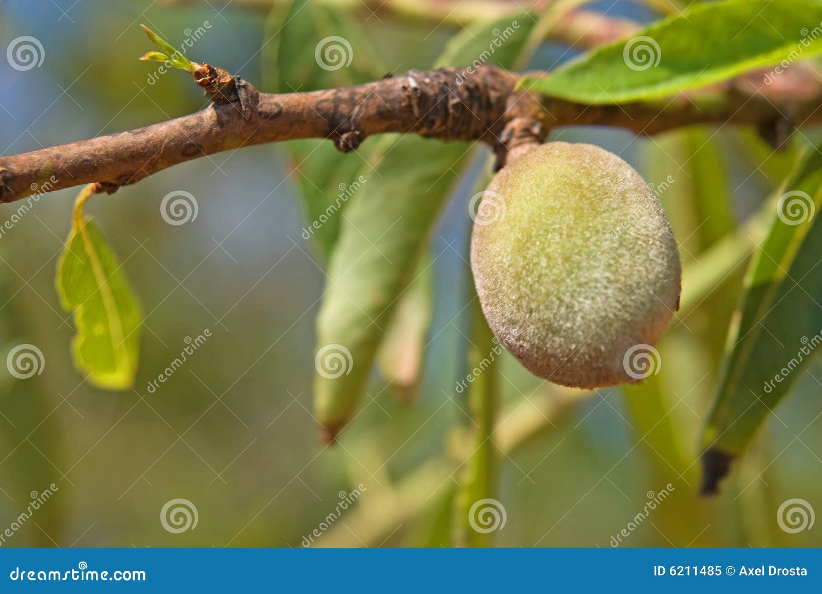Onrijpe amandel op boom stock afbeelding. Image of amandel - 6211485