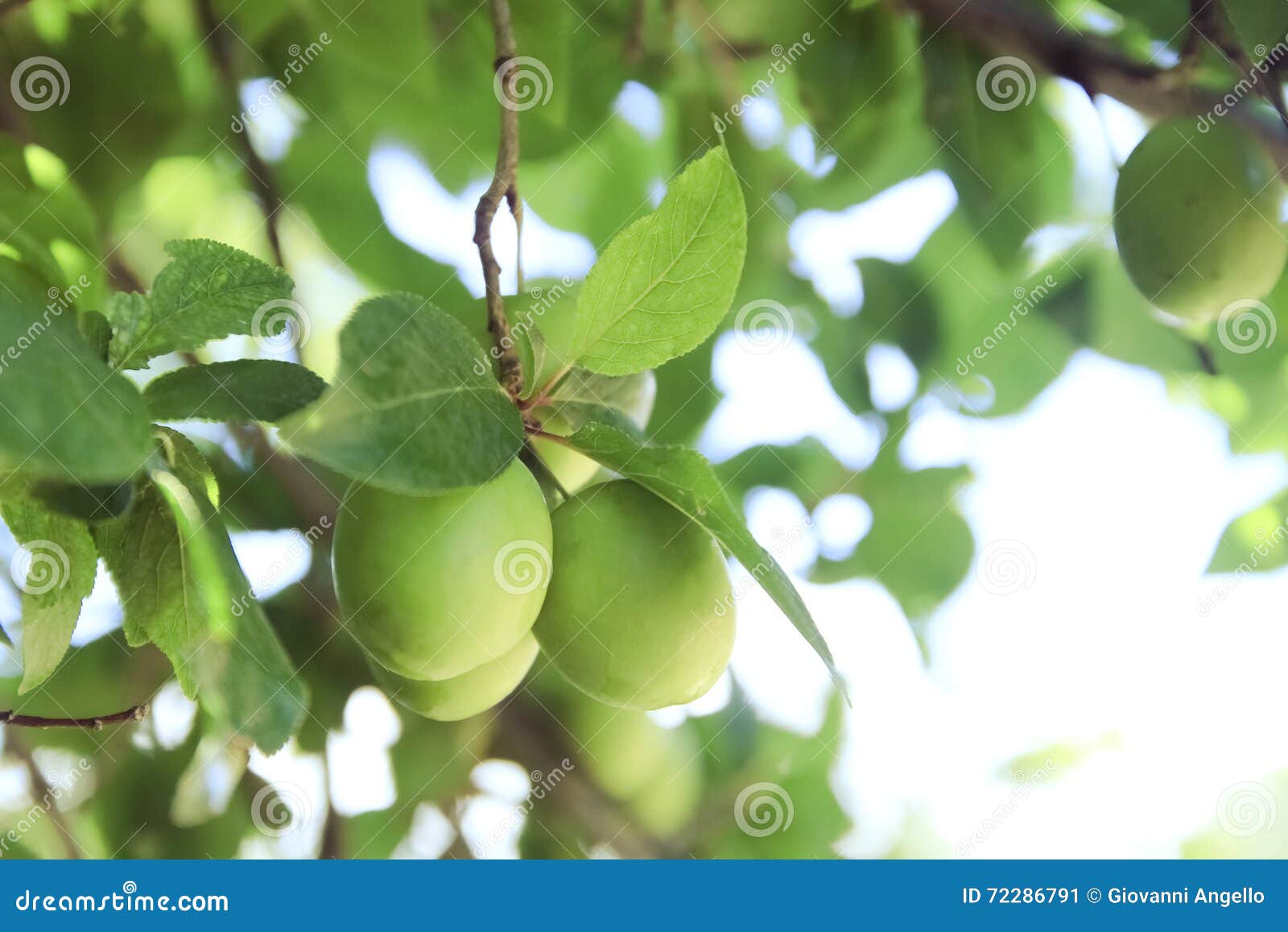 Onrijpe Groene Pruim Op De Boom Stock Afbeelding - Image of vrucht ...