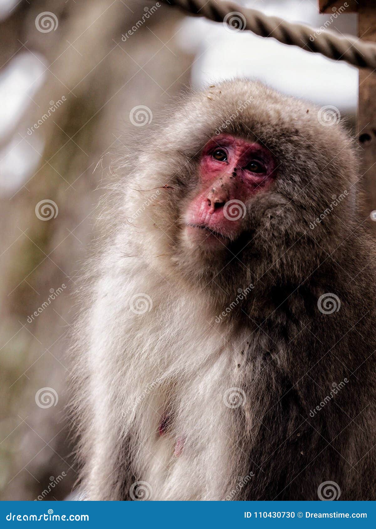 Onsen monkey stock photo. Image of onsen, weather, japan - 110430730