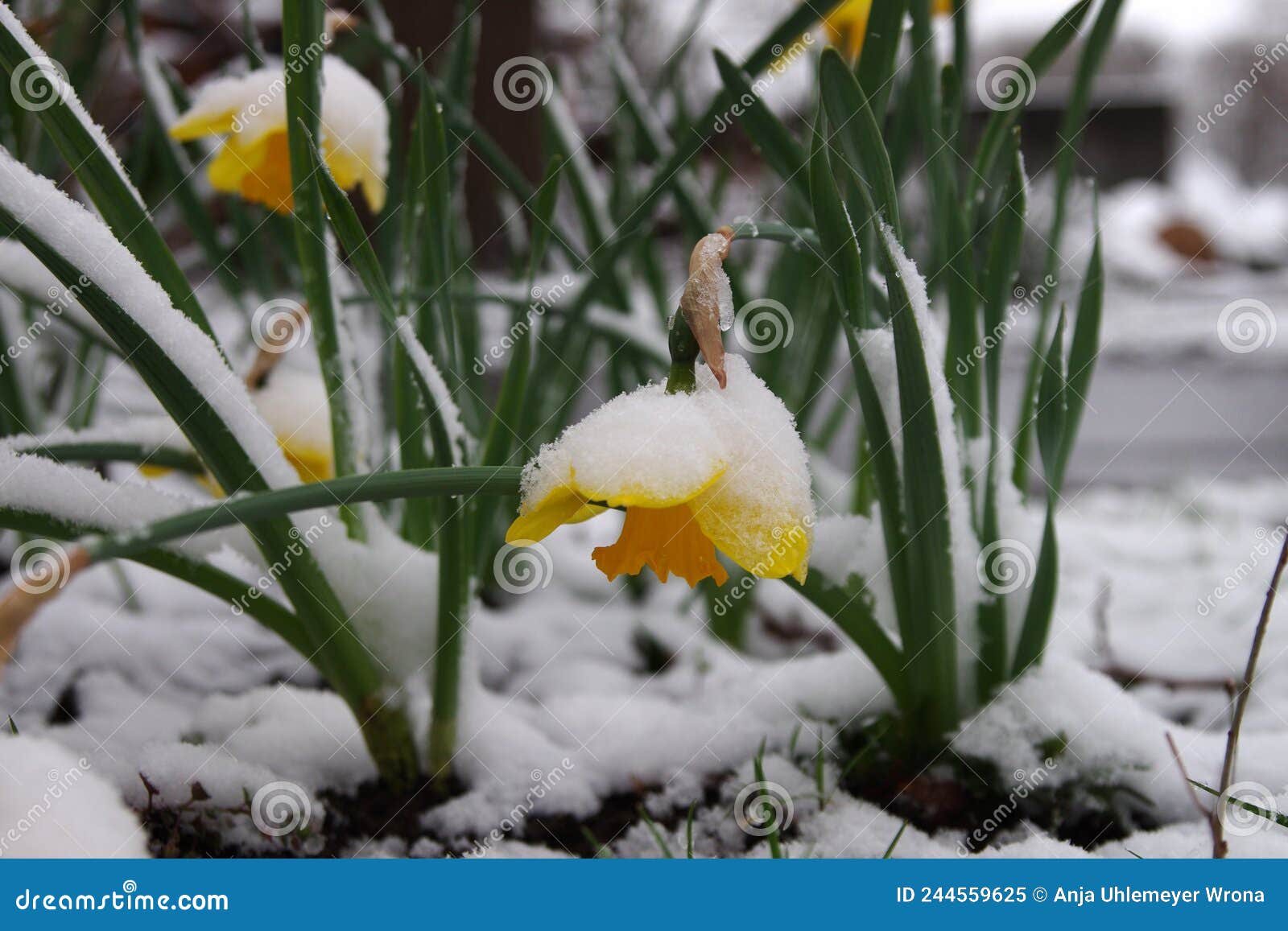 Onset of winter in April stock image. Image of outdoor - 244559625