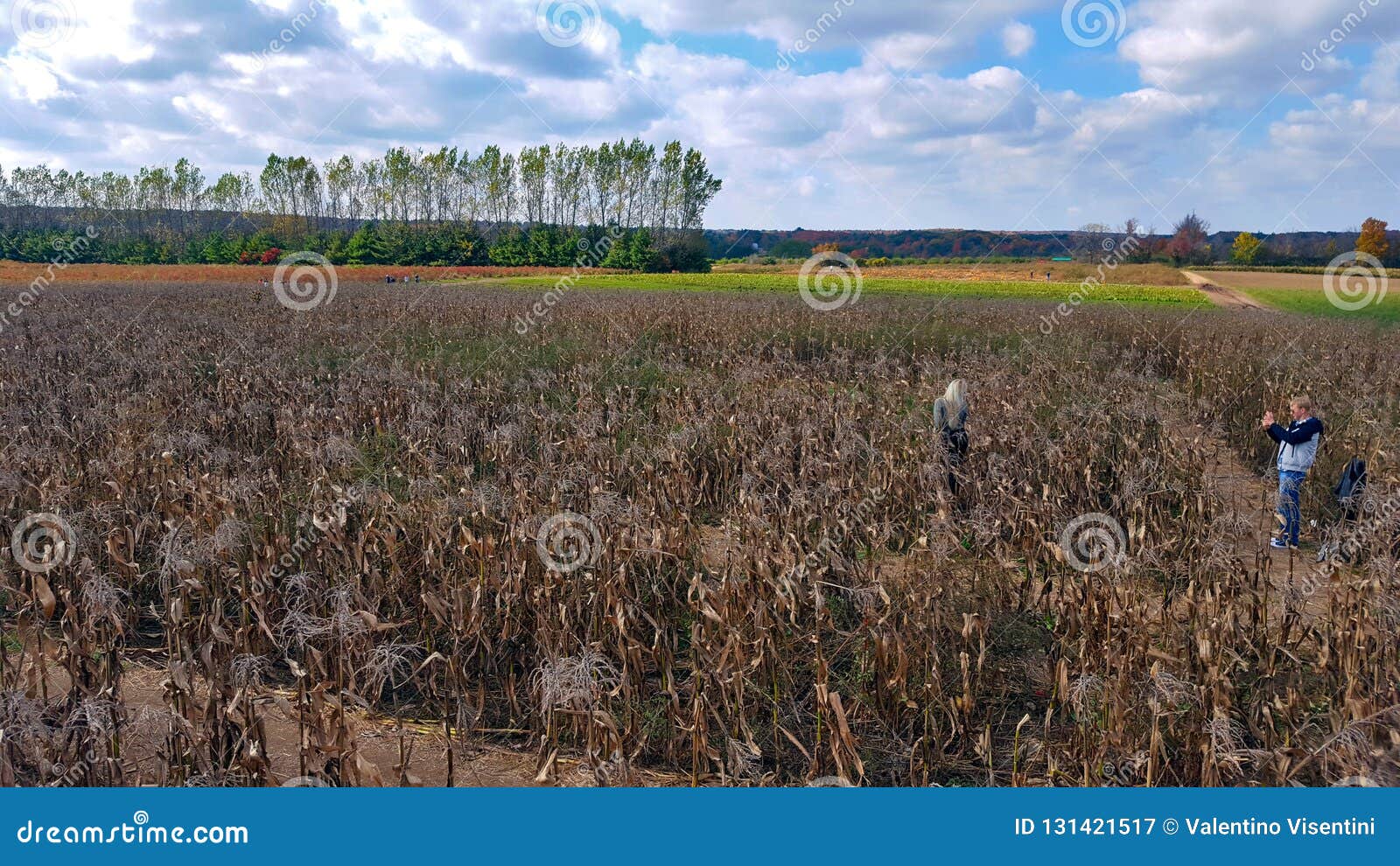 Ontario Corn Field editorial photography. Image of fall - 131421517