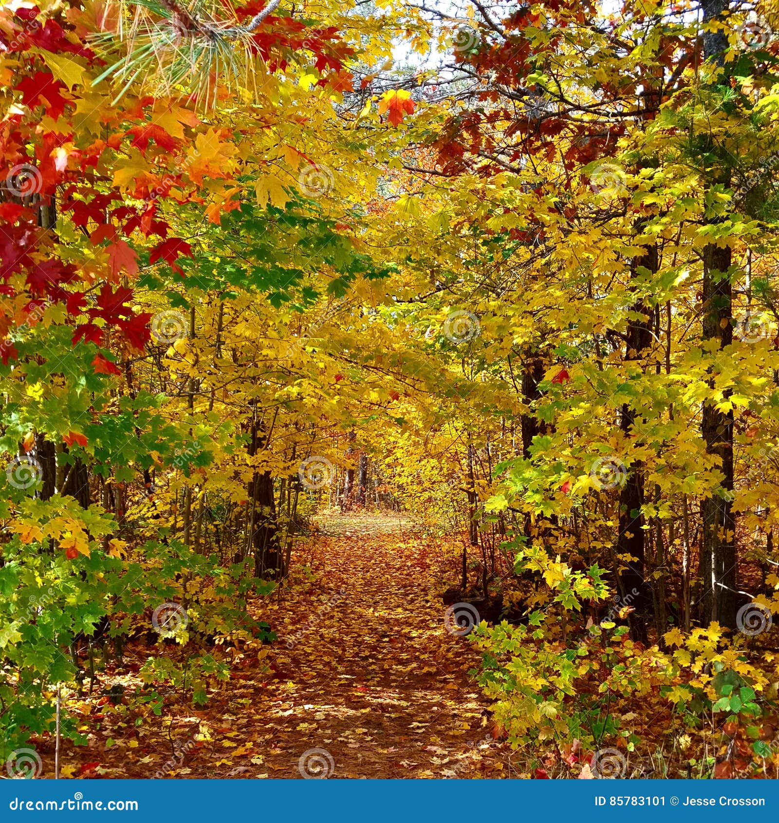Ontario Fall stock image. Image of scenic, walk, travel - 85783101