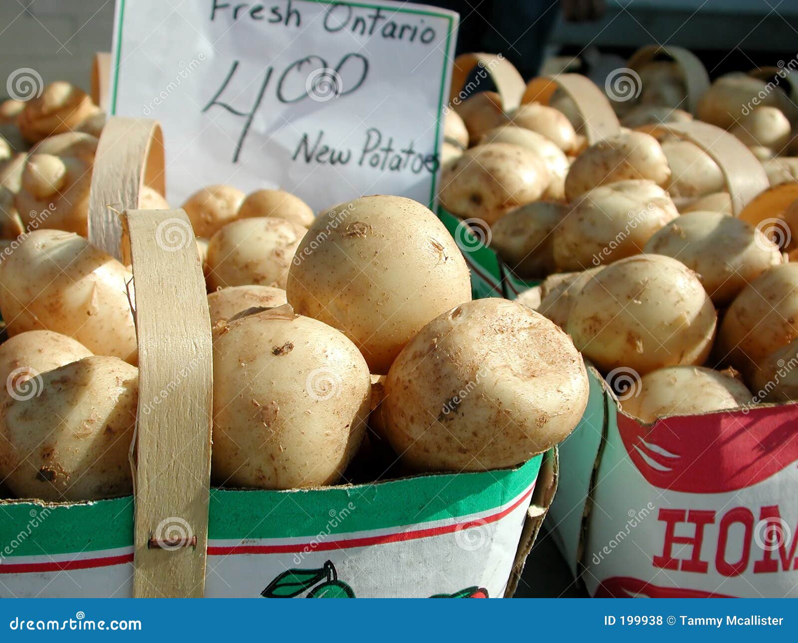 Ontario Spuds stock photo. Image of ontario, tasty, vibrant - 199938