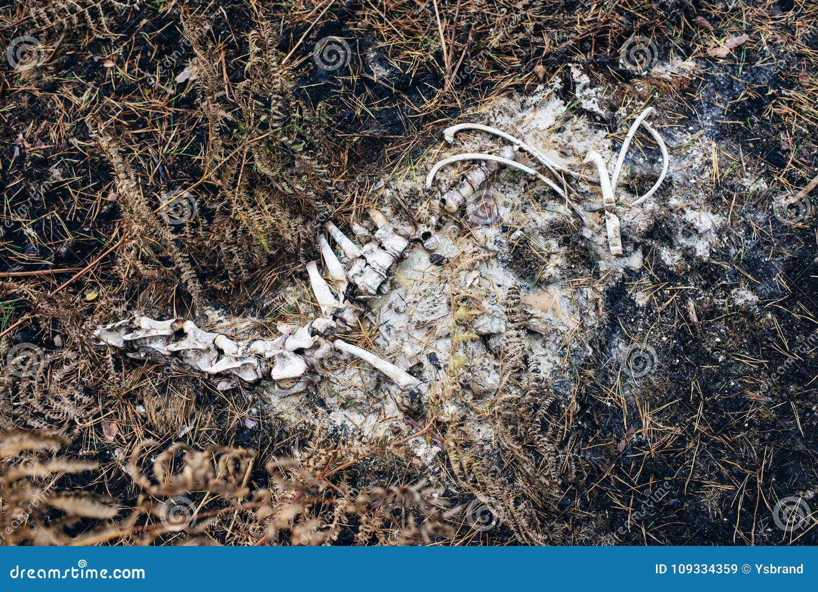 Ontbindend Skelet Van Dier Op Bosgrond Stock Afbeelding - Image of ...