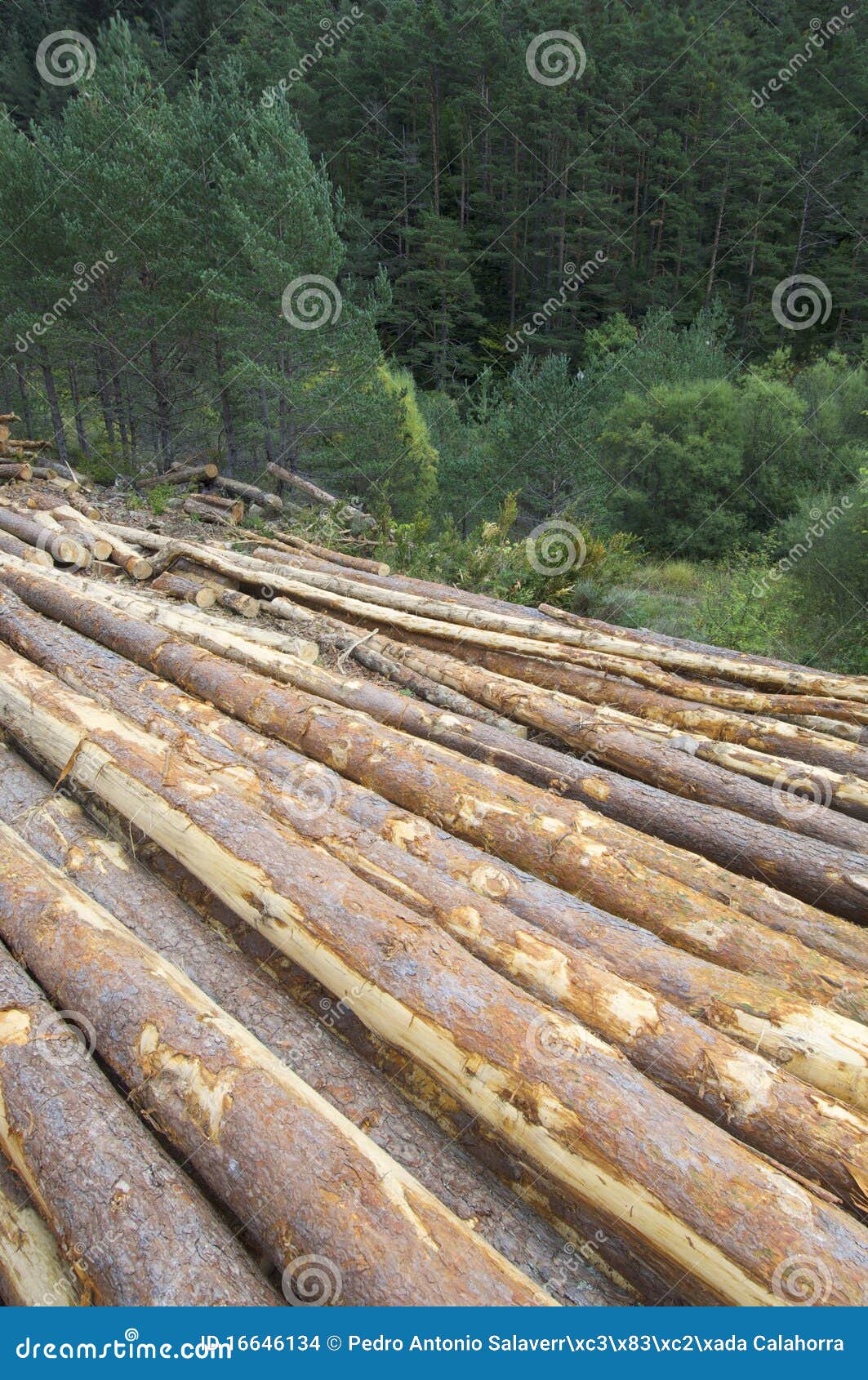 Ontbossing stock foto. Image of timmerhout, geveld, vernietiging - 16646134