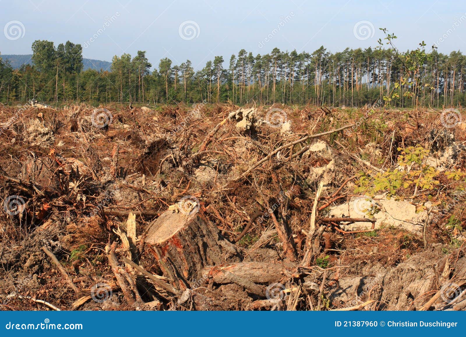 Ontbossing stock foto. Image of vernietiging, stomp, verontreiniging ...