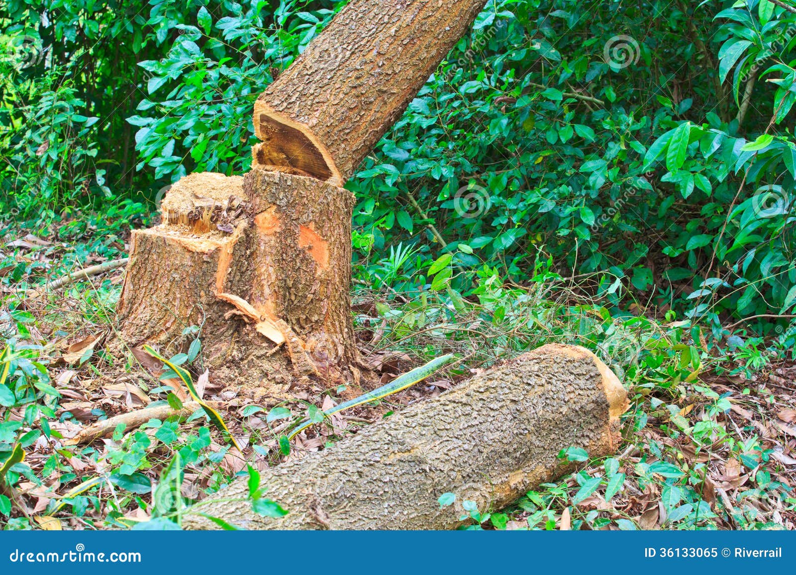 Ontbossing stock afbeelding. Image of besnoeiing, hardhout - 36133065