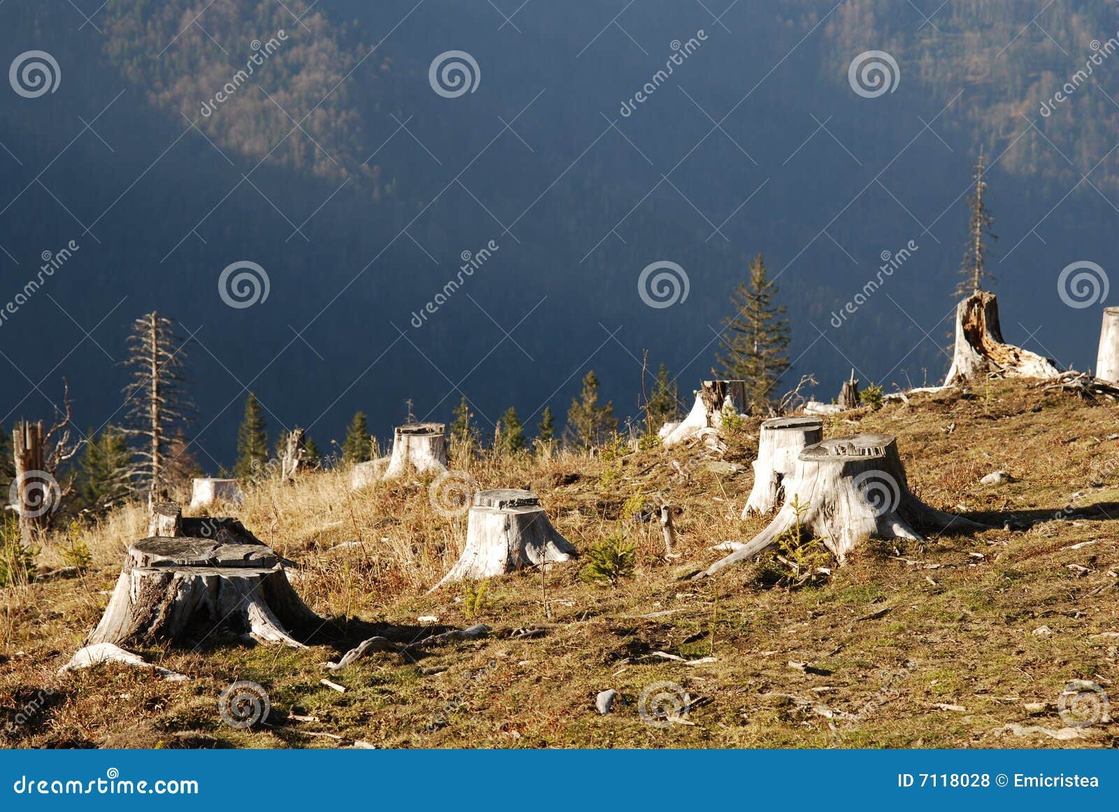 Ontbossing stock foto. Image of besnoeiing, roemenië, hout - 7118028