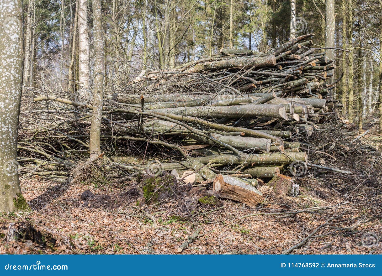 Ontbossing, bosmoord stock foto. Image of vernietigd - 114768592