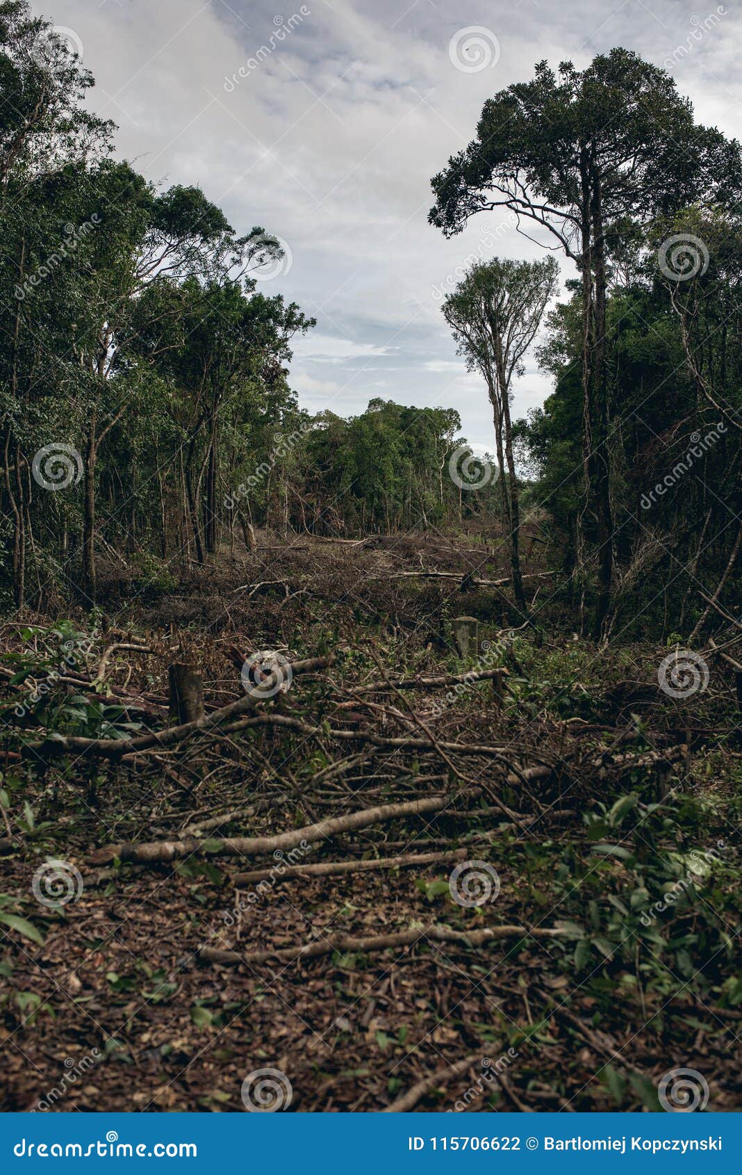 Ontbossing Van Een Tropisch Regenwoud Stock Foto - Image of gebied ...