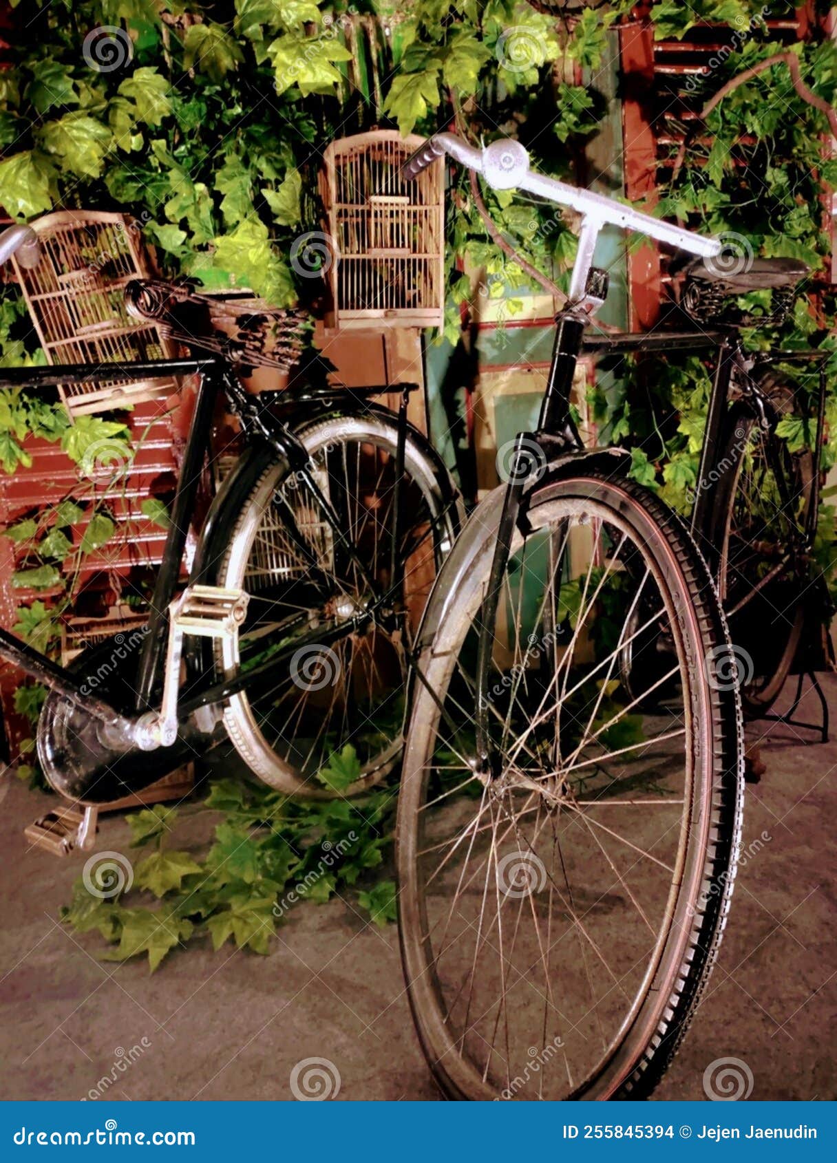 Onthel Bikes, Classic, Vintage, Old Times Stock Photo - Image of tree ...