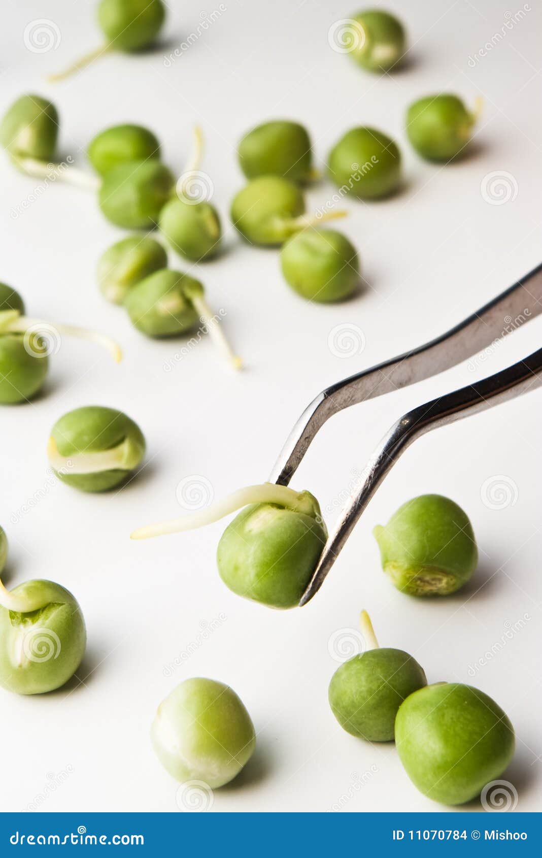 Ontkiemde erwt stock foto. Image of voedsel, kuiken, erwt - 11070784