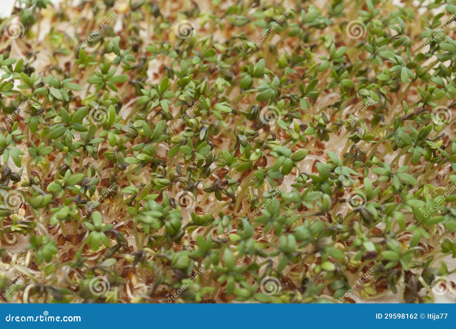 Ontkiemde Zaden Van Tuinkers Stock Foto - Image of hoofd, tuinkers ...