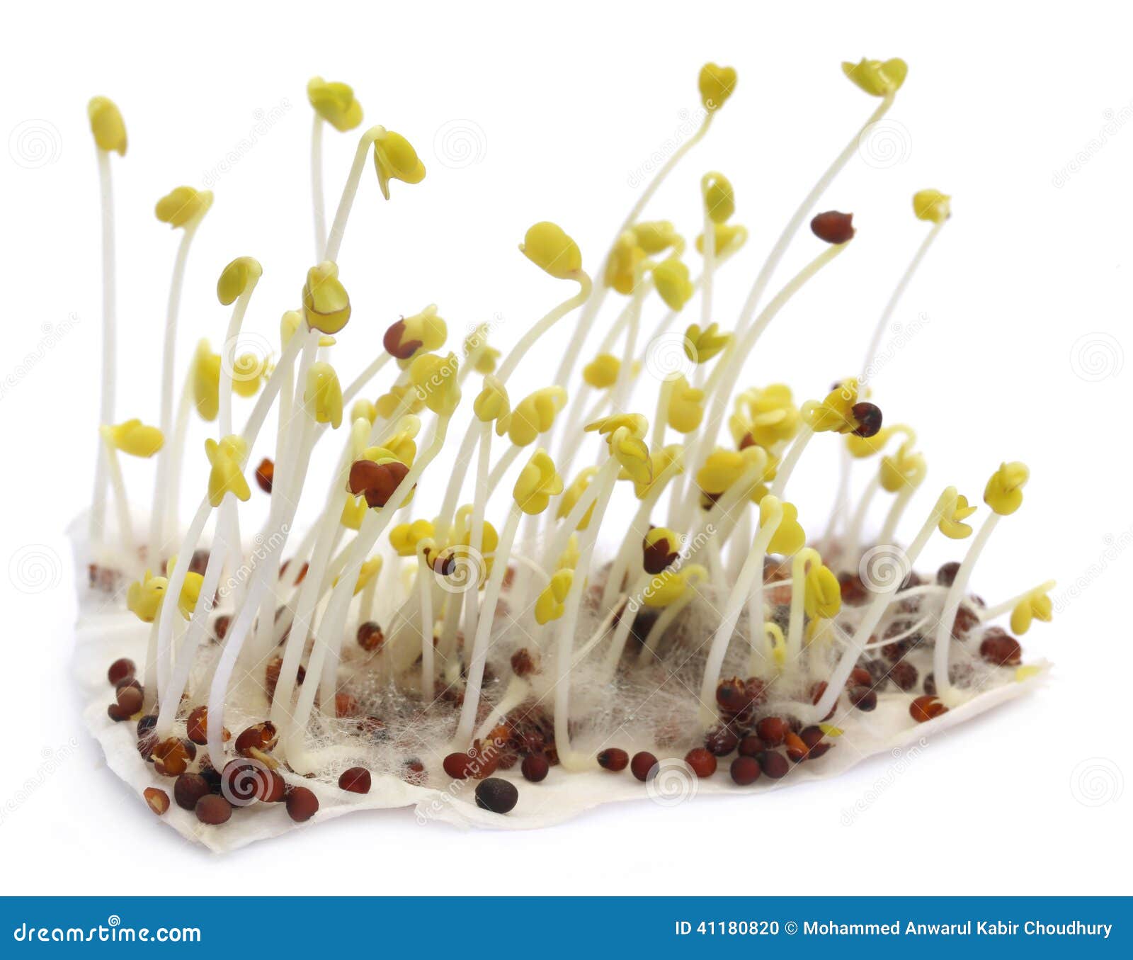 Ontkiemende Zaailing Van Mosterd Stock Foto - Image of germinatie, zaad ...