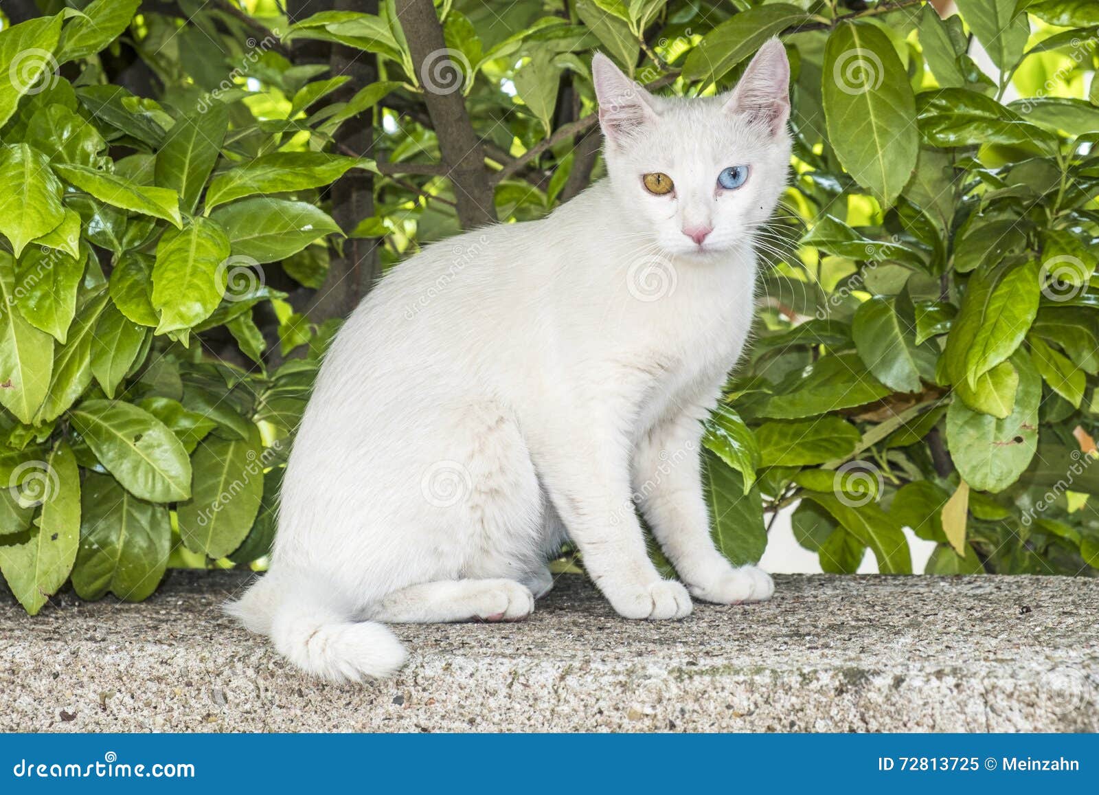 Ontspannen Witte Kat Met Blauwe En Groene Ogen Stock Afbeelding - Image ...