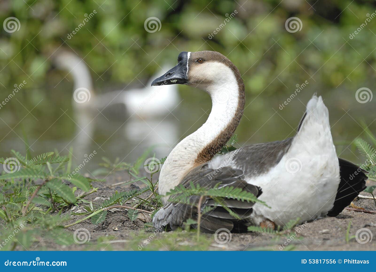 Ontspant De Vogel Mooie Gans Dichtbij Vijver Stock Foto - Image of ...