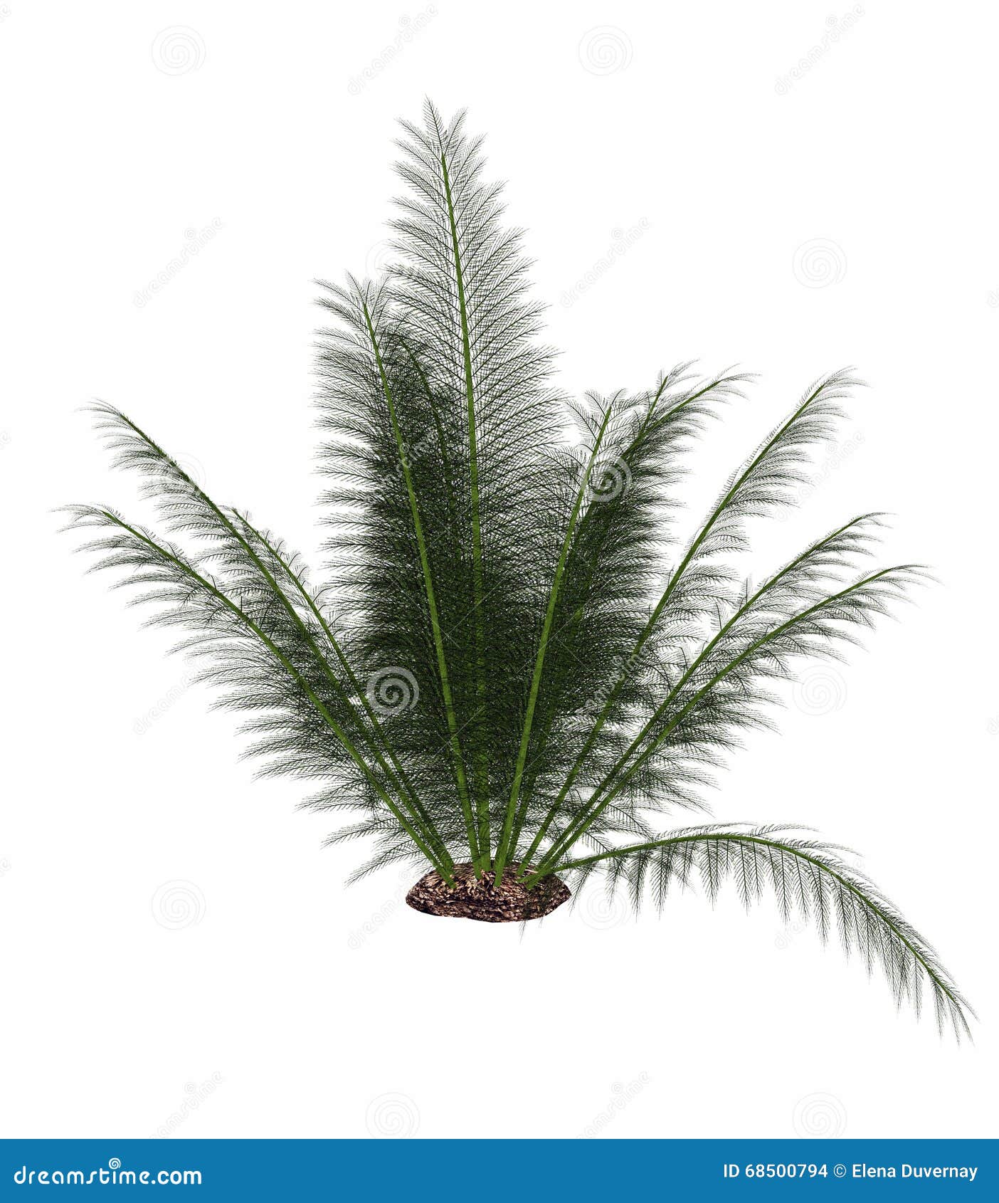 Prehistoric Fern Tree Illustration, Drawing, Engraving, Ink, Line Art ...