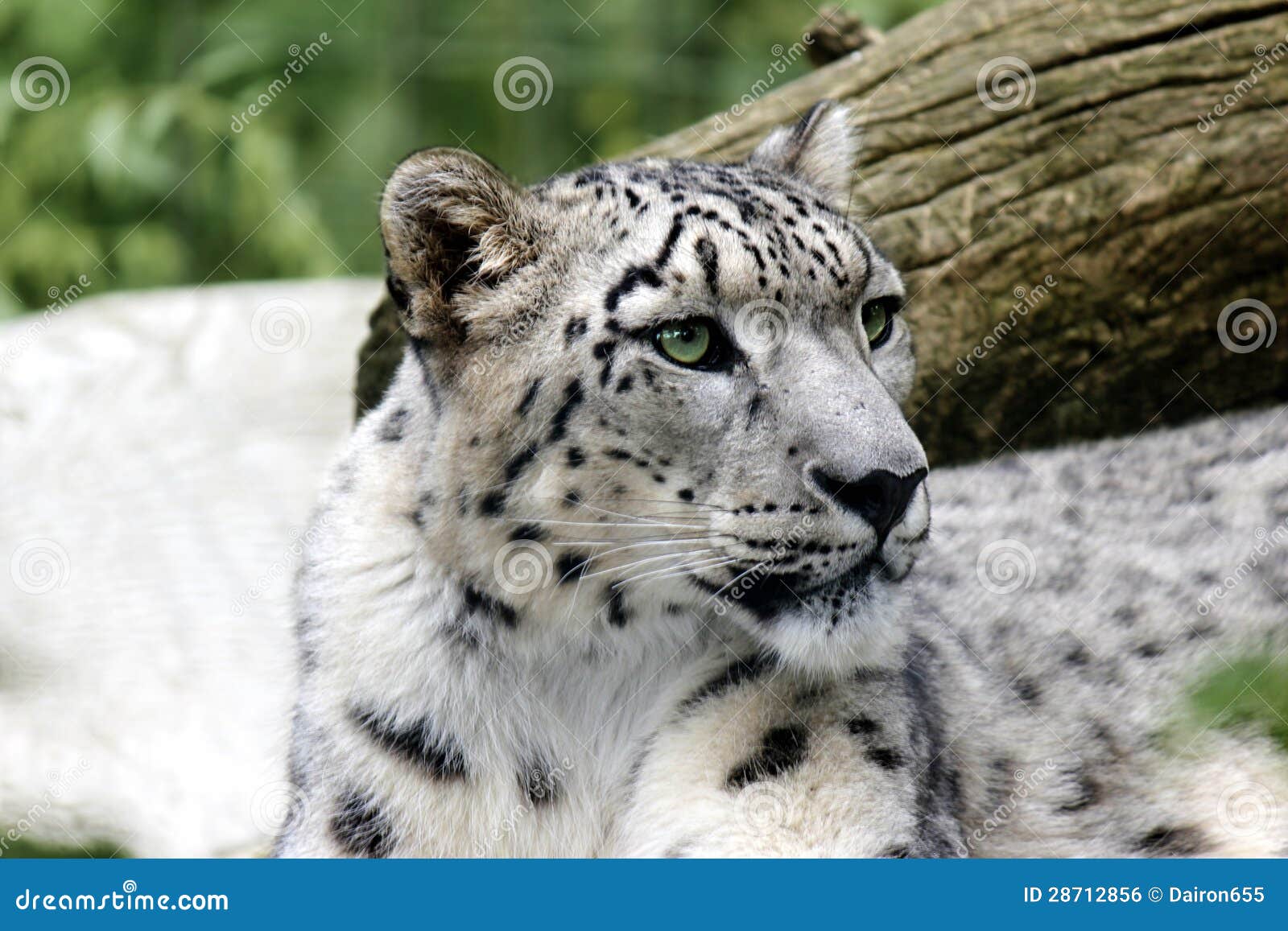 Onza foto de archivo. Imagen de color, felinos, cazador - 28712856