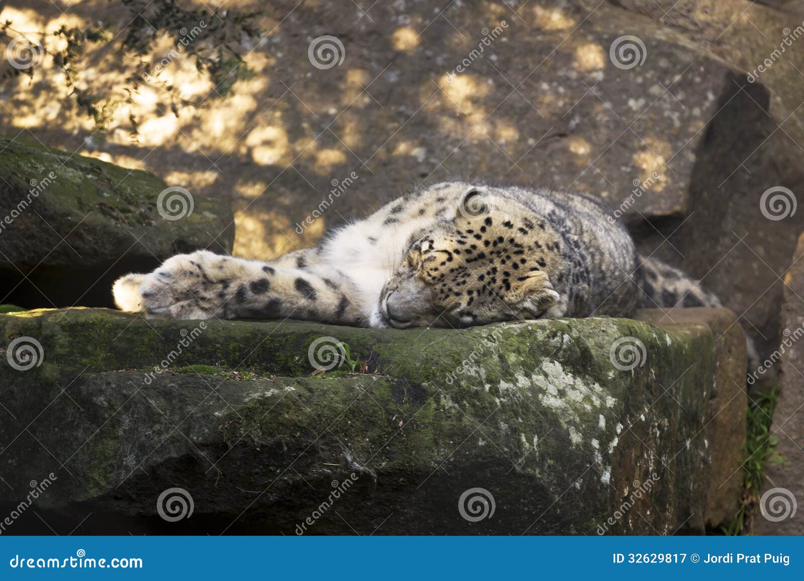 Onza imagen de archivo. Imagen de leopardo, felino, nieve - 32629817