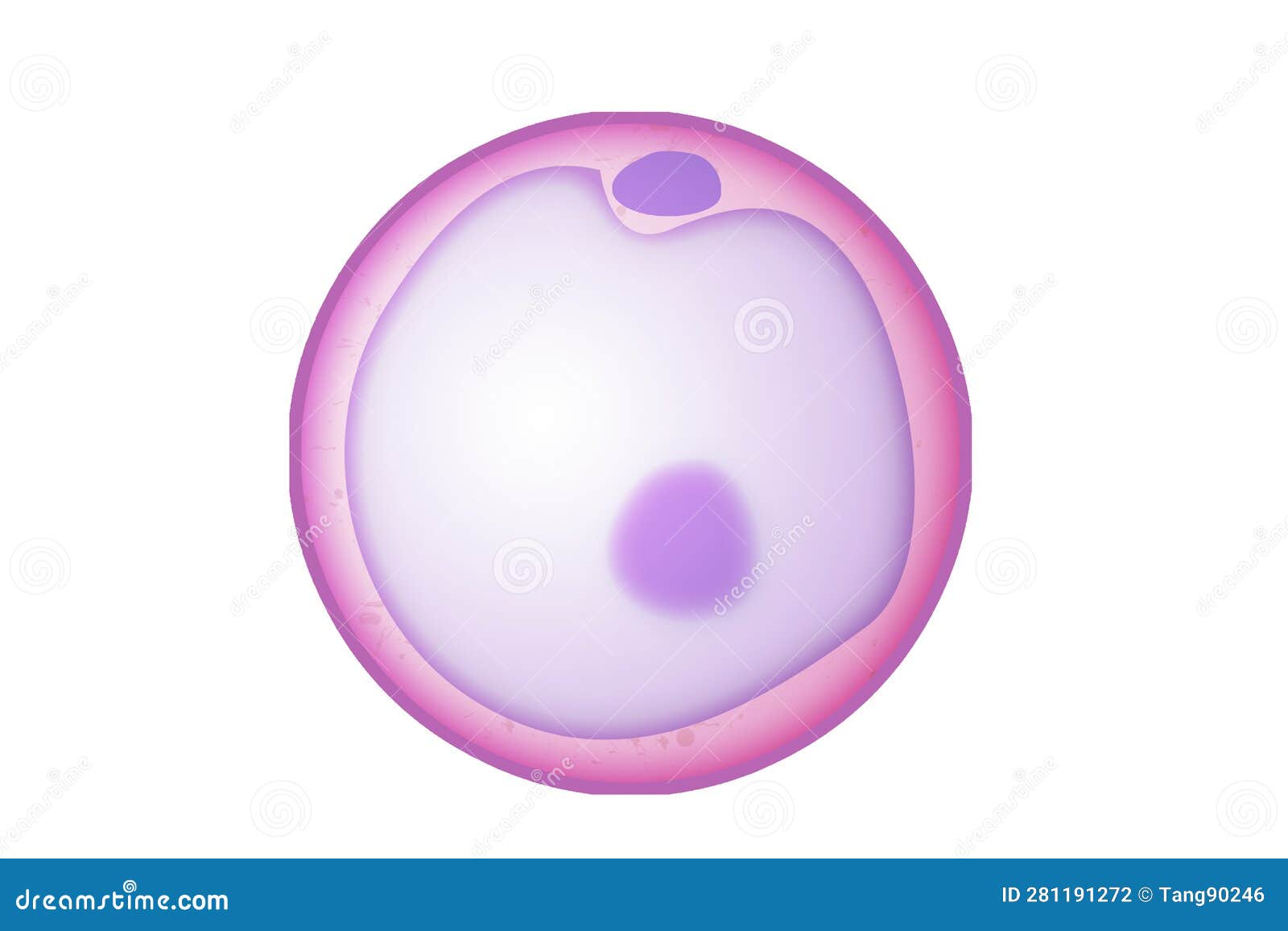 Oocyte Vector Illustration | CartoonDealer.com #43383584
