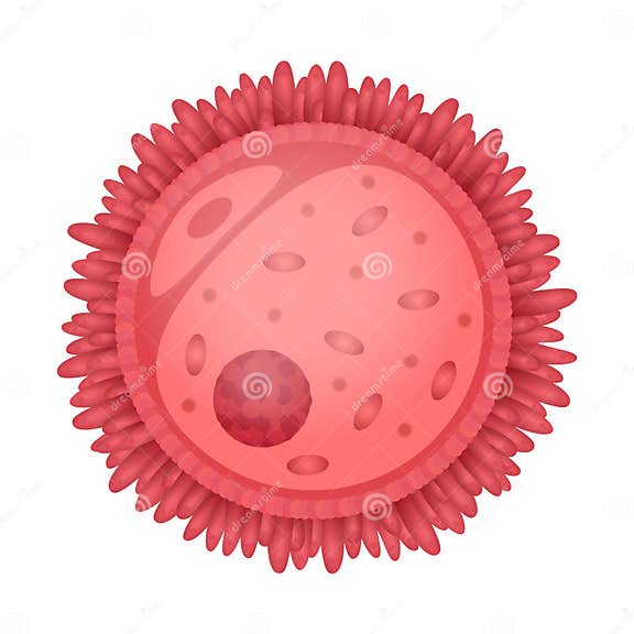 Oocyte stock vector. Illustration of cell, fertiliser - 43383584