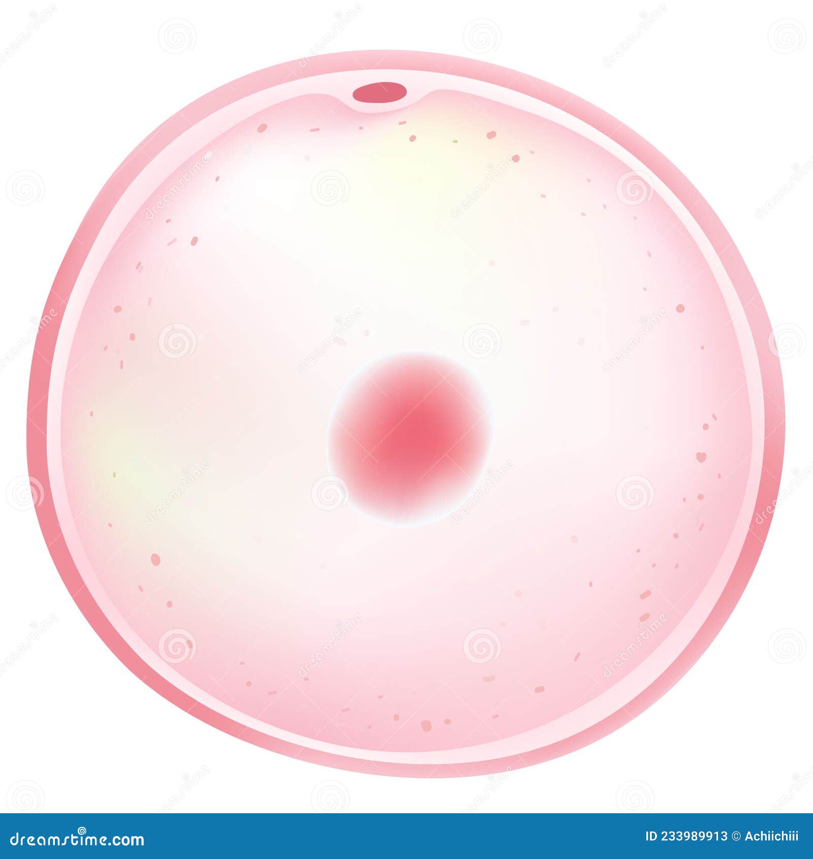An Oocyte is an Immature Egg. Stock Vector - Illustration of care ...