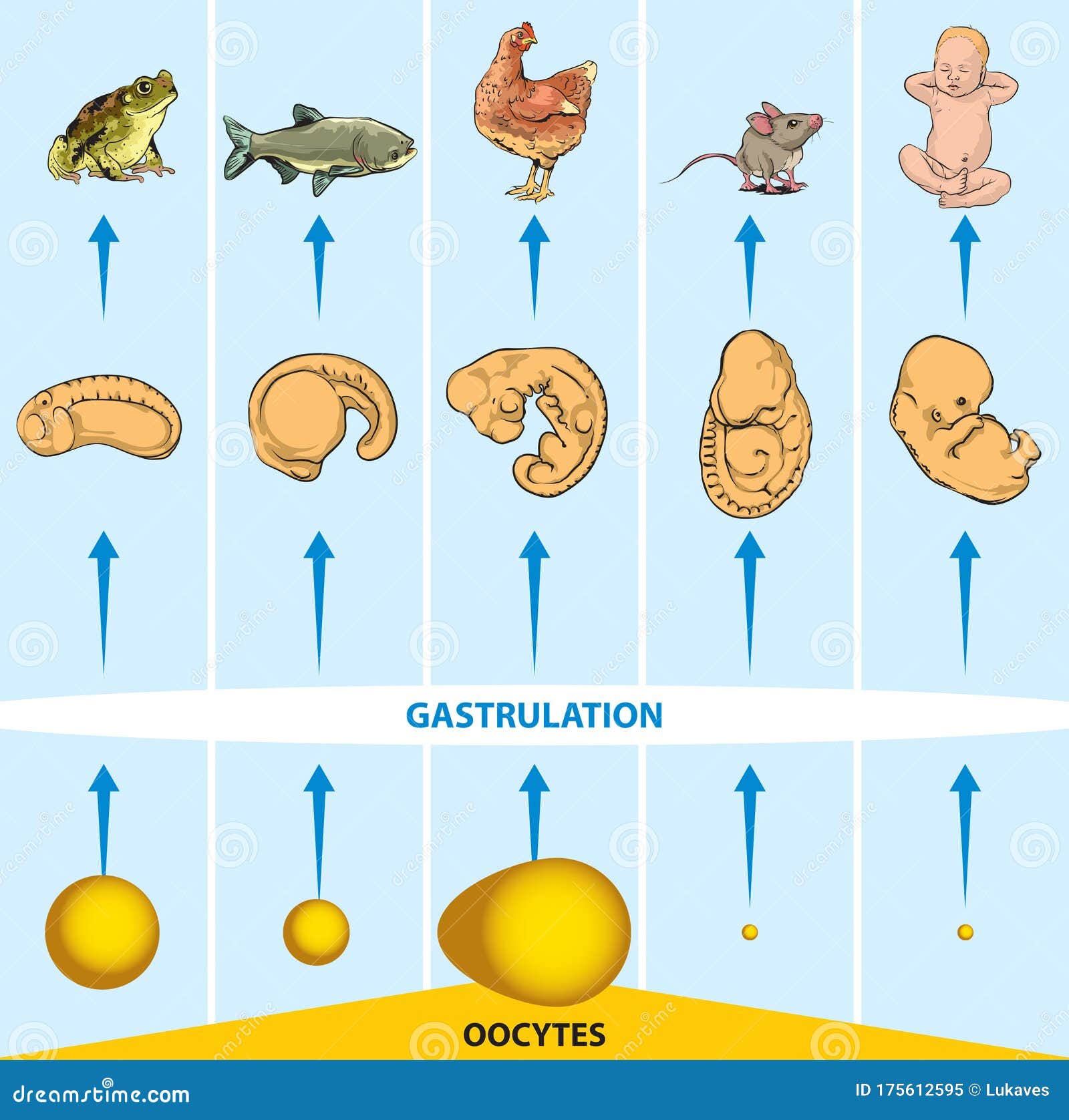 Darwin`s Frog Rhinoderma Darwinii Silhouette Vector Found In Map Of ...