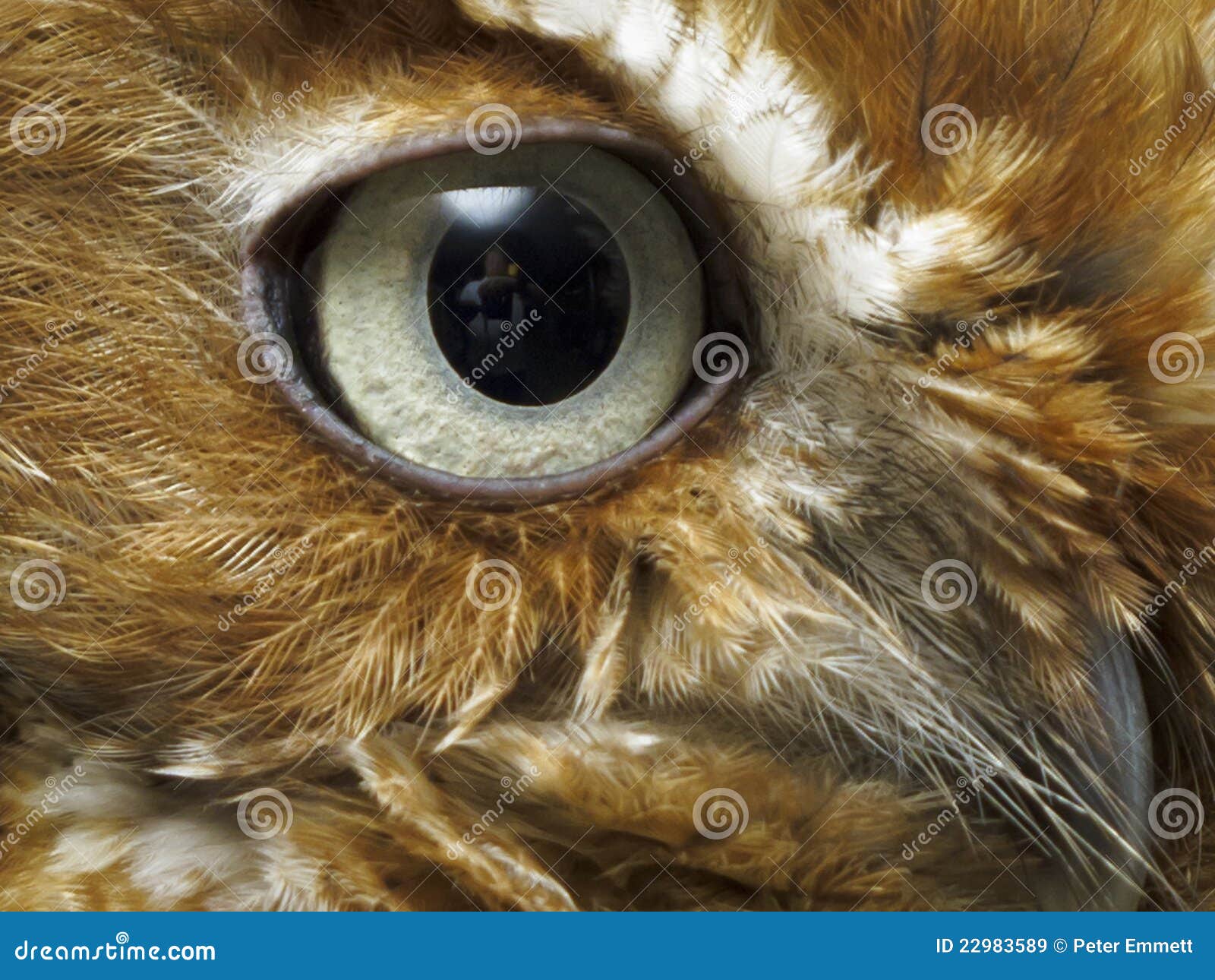 Oog van bruine uil stock afbeelding. Image of prooi, groot - 22983589