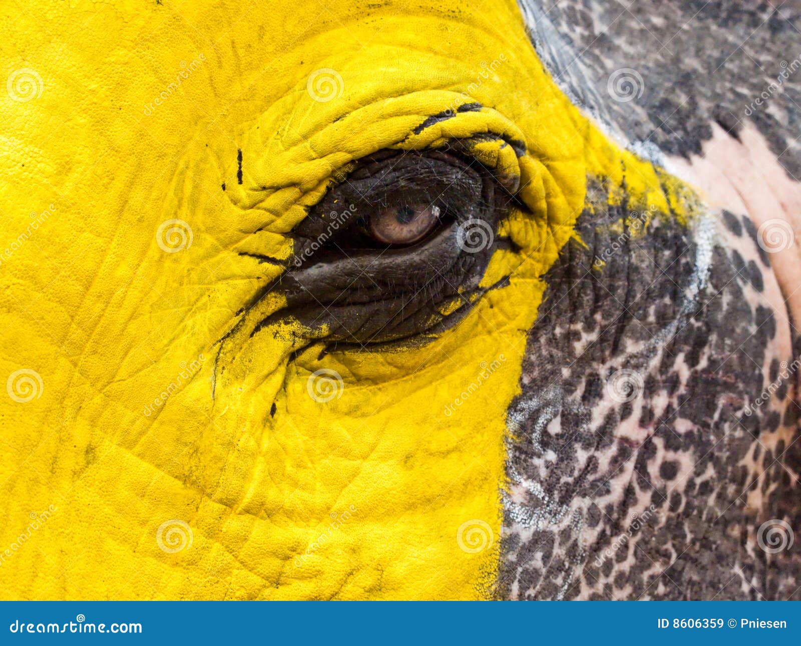 Oog Van De Gele Het Geschilderde Olifant Stock Afbeelding - Image of ...