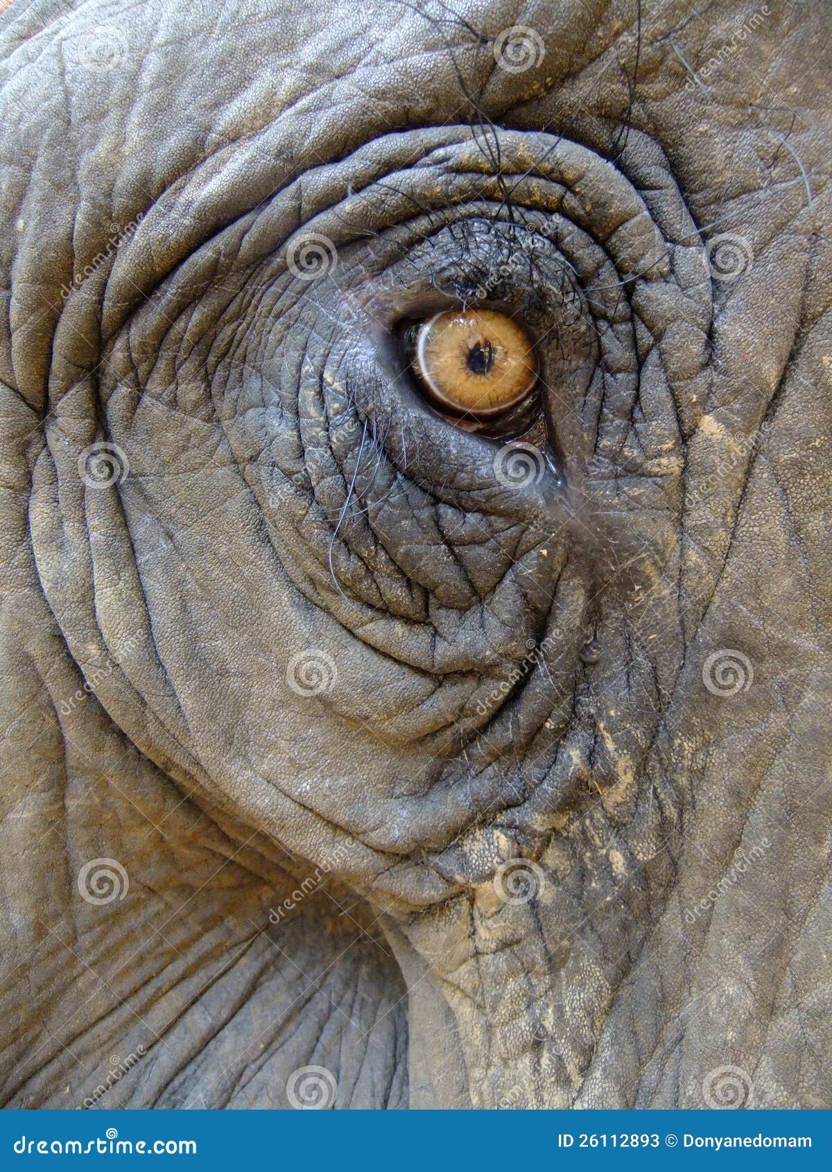 Oog van een olifant stock afbeelding. Image of grijs - 26112893