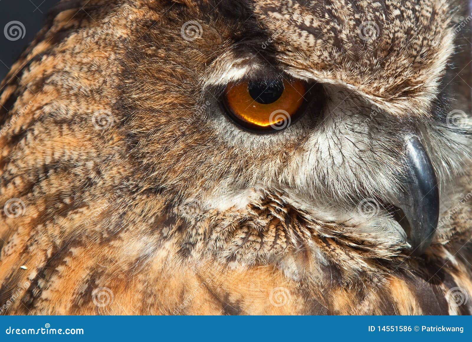 Oog van uil stock foto. Image of dier, sluit, horloge - 14551586