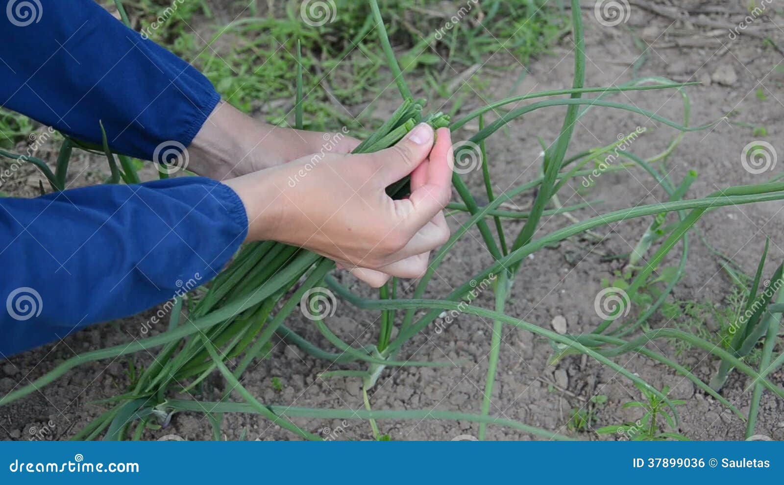 Oogst Van De Hand De Groene Ui Stock Footage - Video of landbouwbedrijf ...