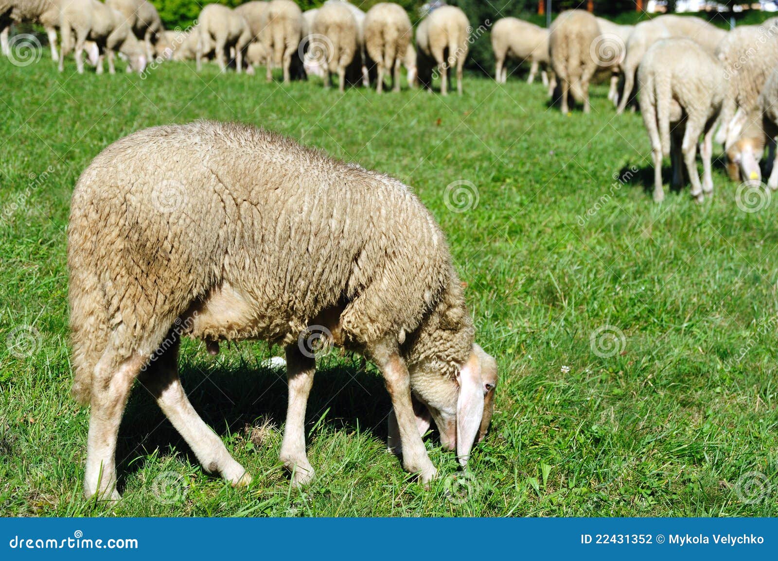 Ooi stock foto. Image of voer, kudde, vacht, kijk, leuk - 22431352