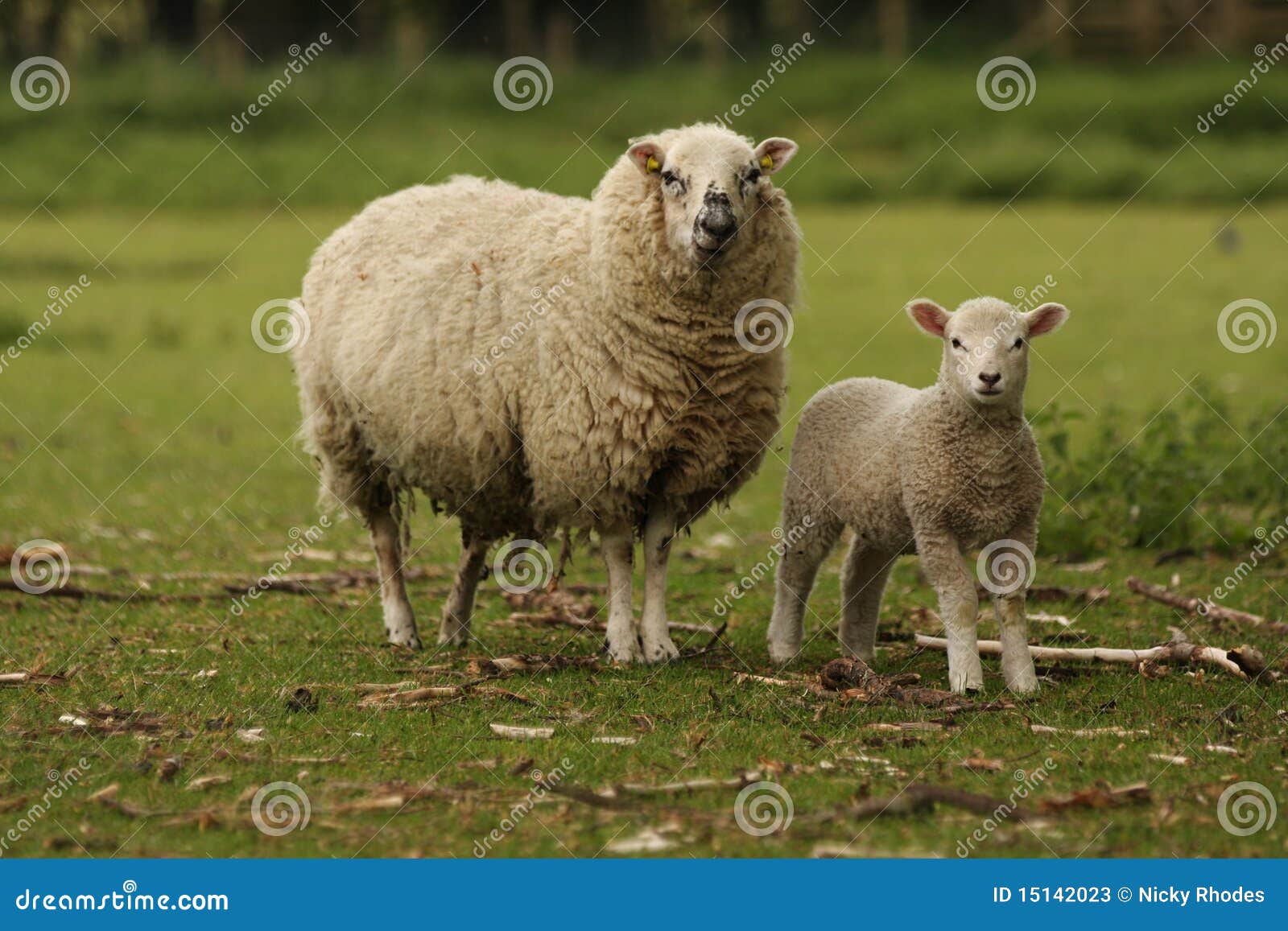 Ooi en Lam stock afbeelding. Image of dieren, waaier - 15142023