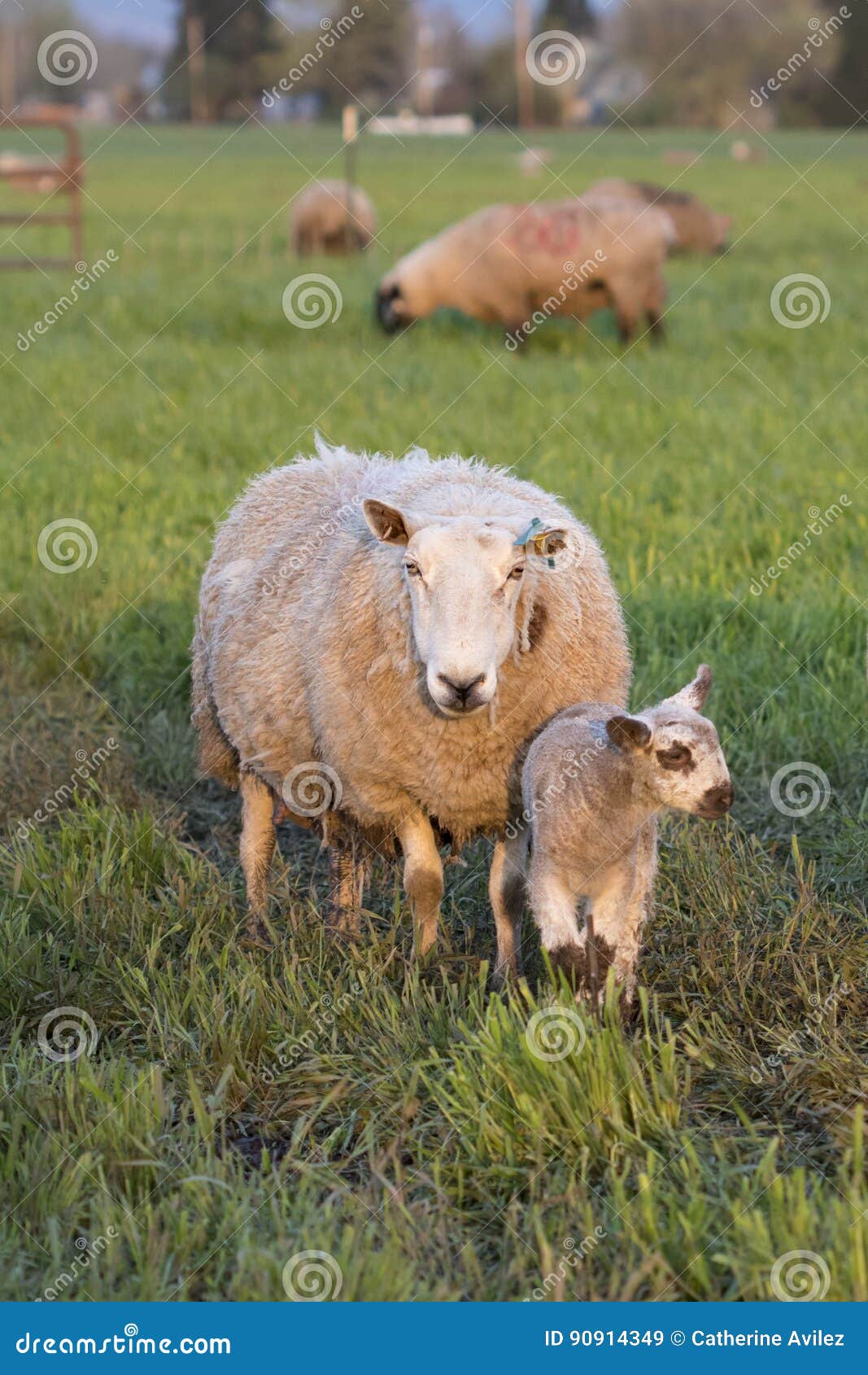 Ooi en lam stock afbeelding. Image of ouder, landbouwbedrijf - 90914349