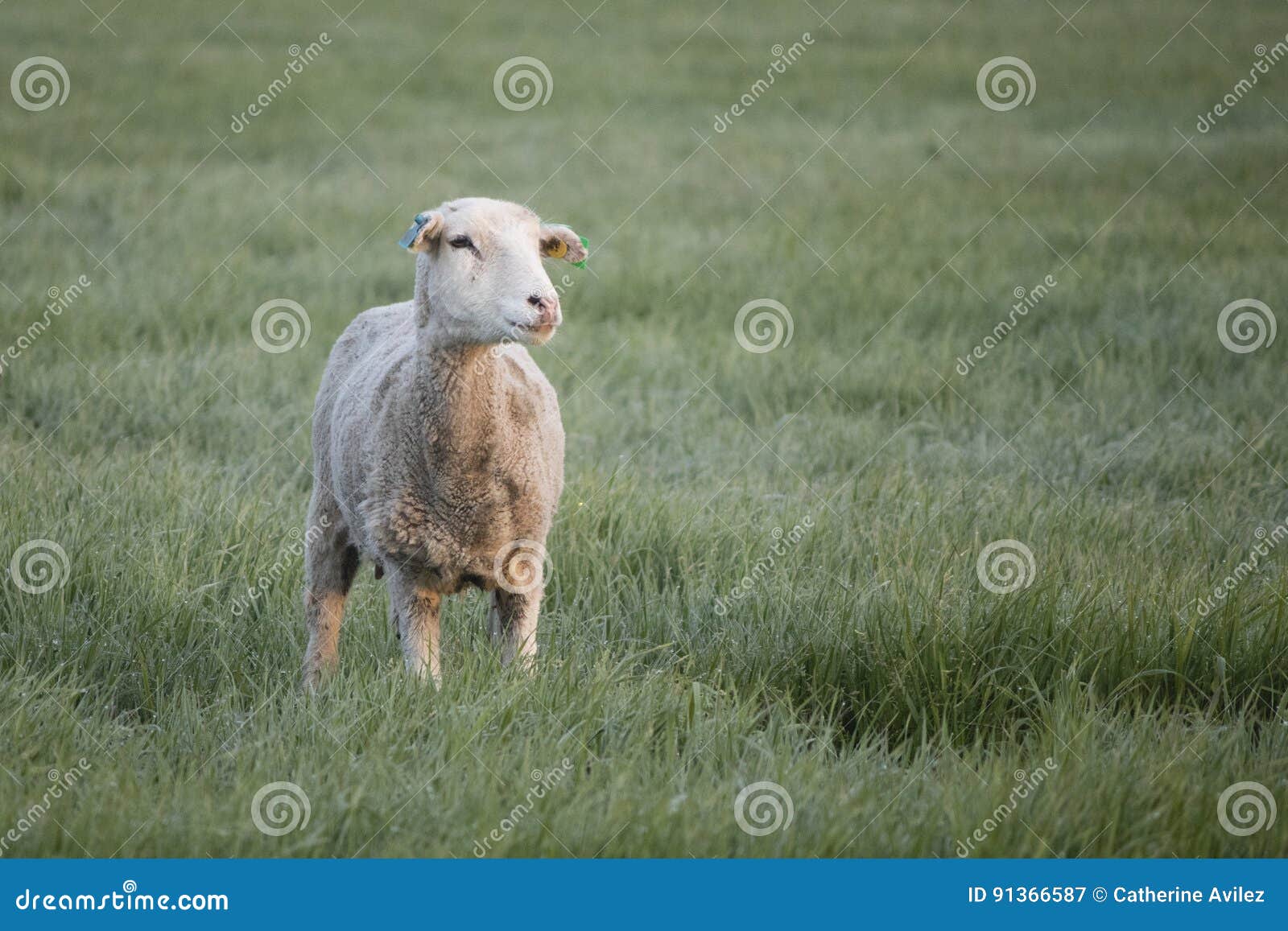 Ooi Op Gebied in Het Ochtendlicht Stock Afbeelding - Image of gezicht ...