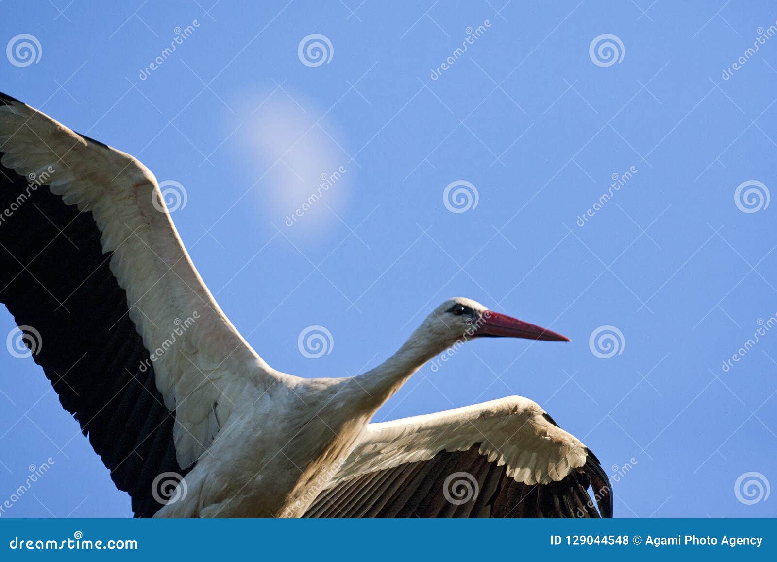 Ooievaar Vit Stork, Ciconiaciconia Arkivfoto - Bild av stork, marsk ...