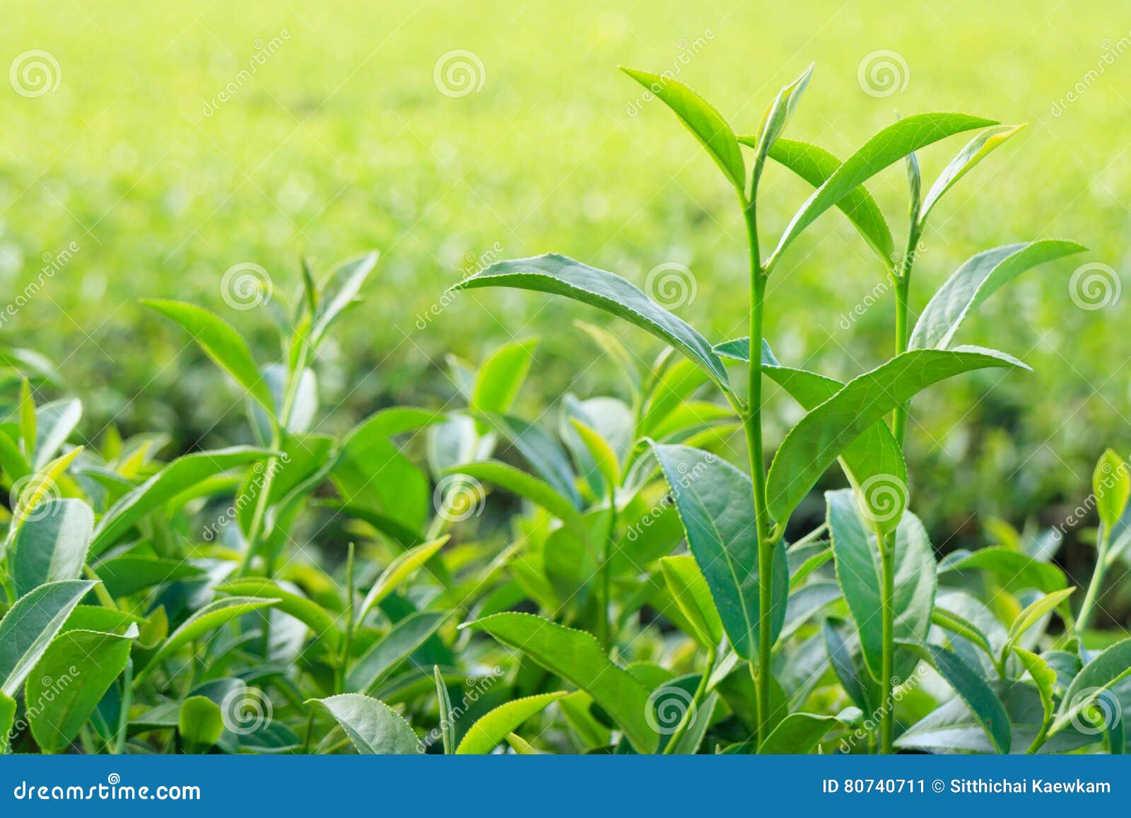Oolong Tea Leaves, Two Leaves and a Bud Stock Image - Image of cameron ...