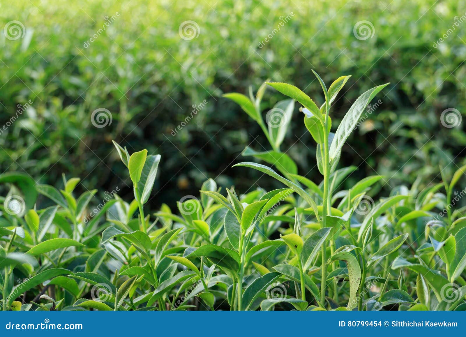 Oolong Tea Leaves, Two Leaves and a Bud Stock Photo - Image of india ...