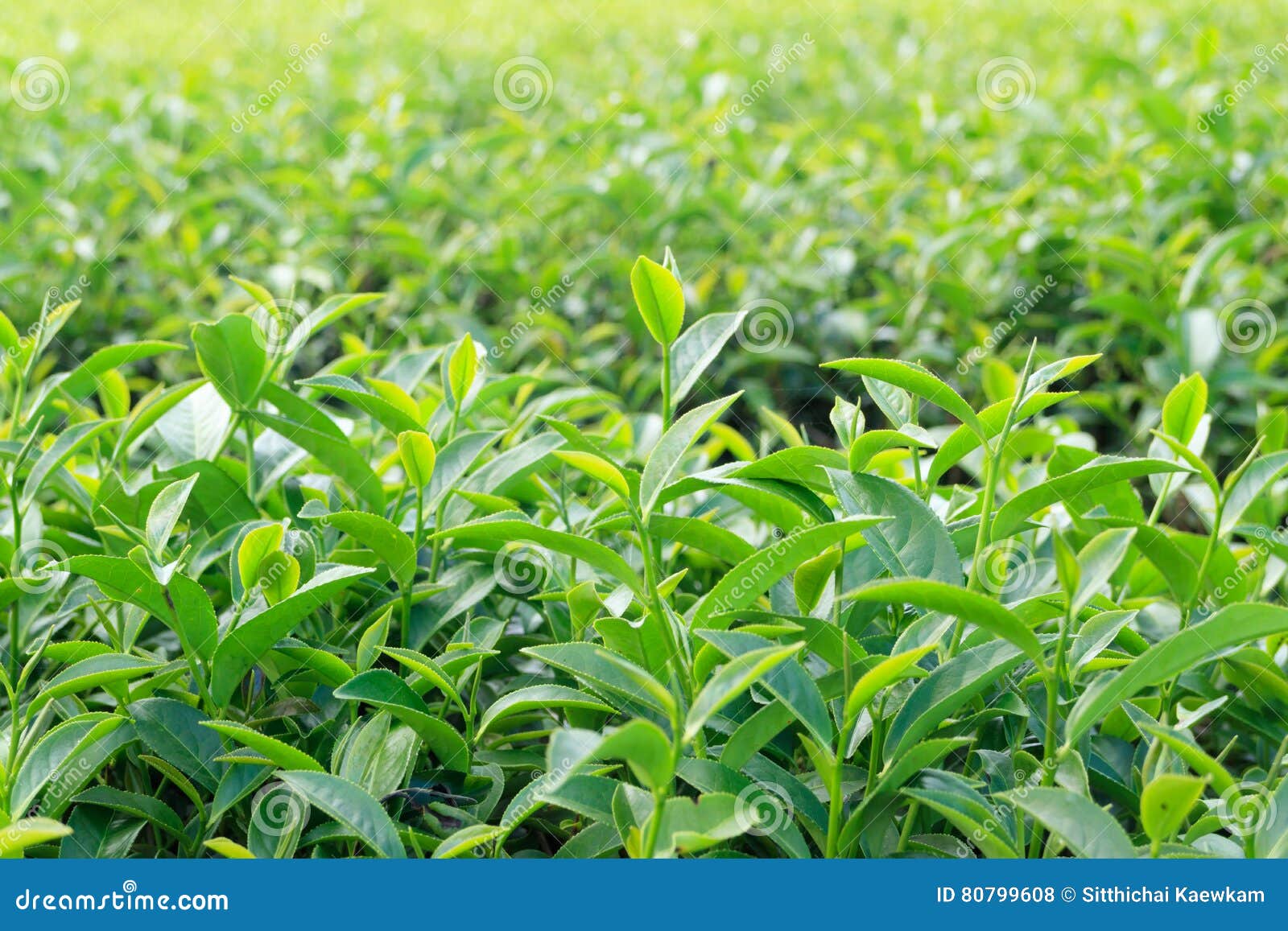 Oolong Tea Leaves, Two Leaves and a Bud Stock Photo - Image of camellia ...