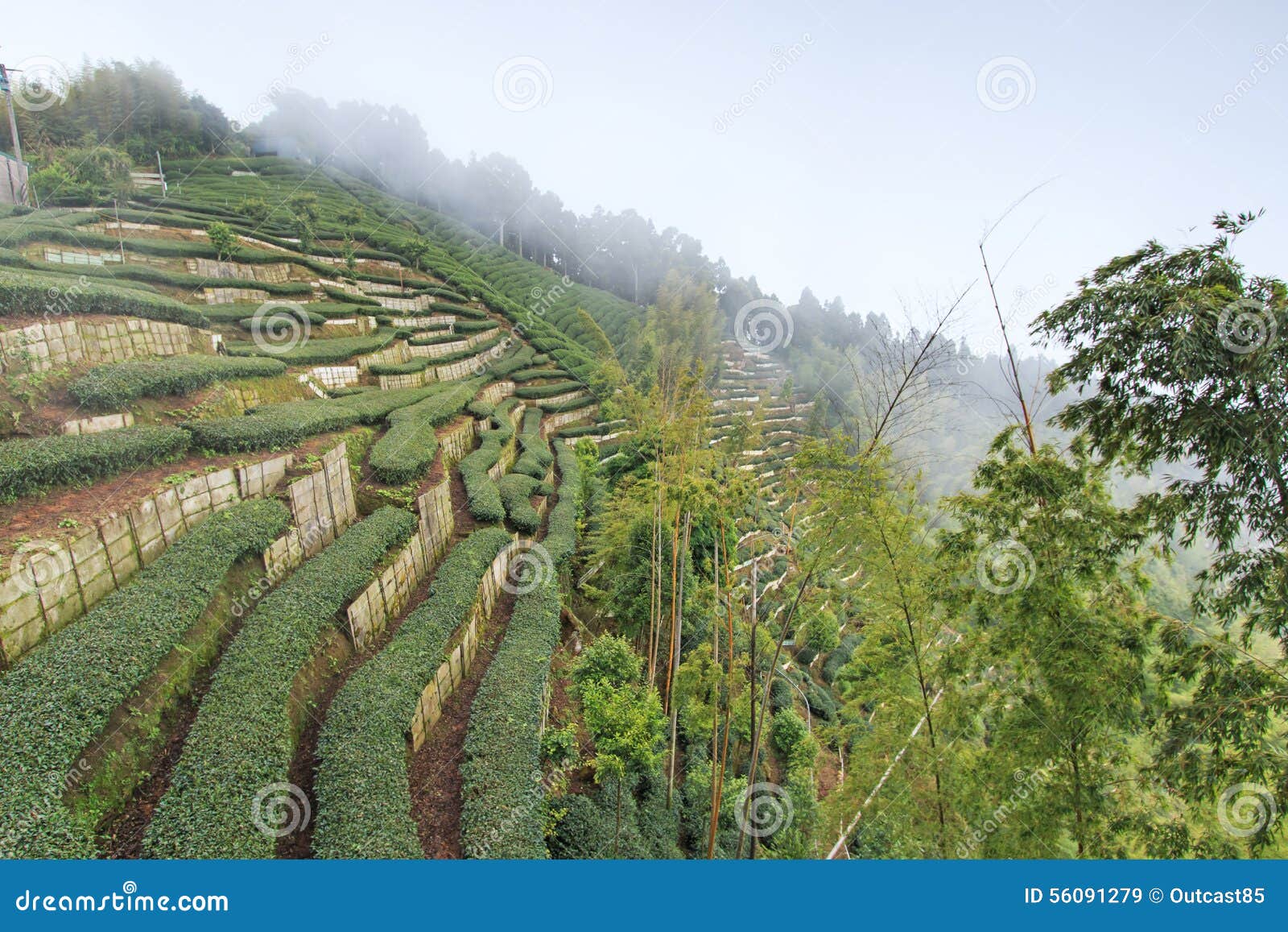 Oolong Tea Plantation in Taiwan Stock Image - Image of chinese, farming ...