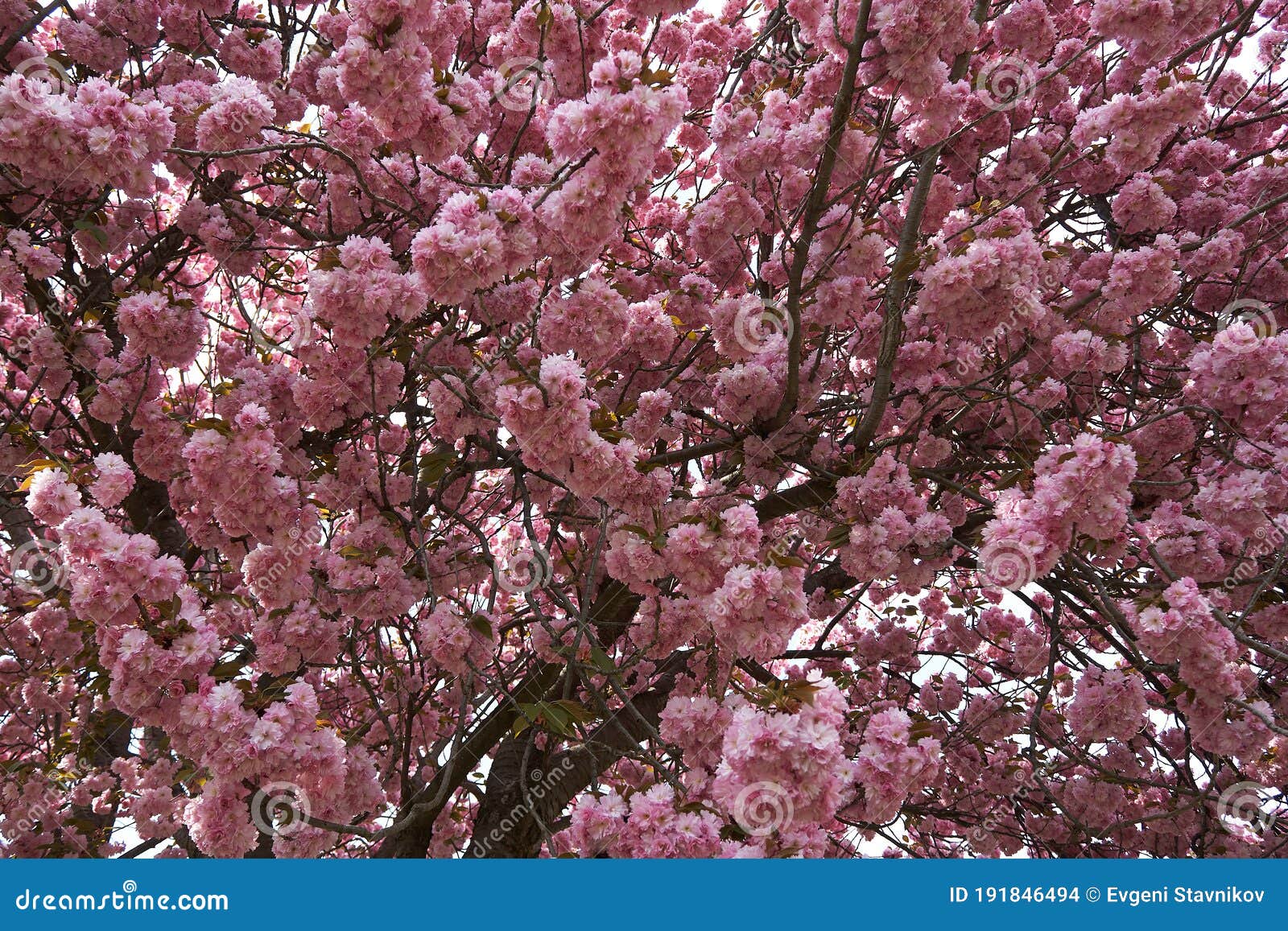 Ooming Pink Cherry Trees on Empty Streets Stock Photo - Image of ...