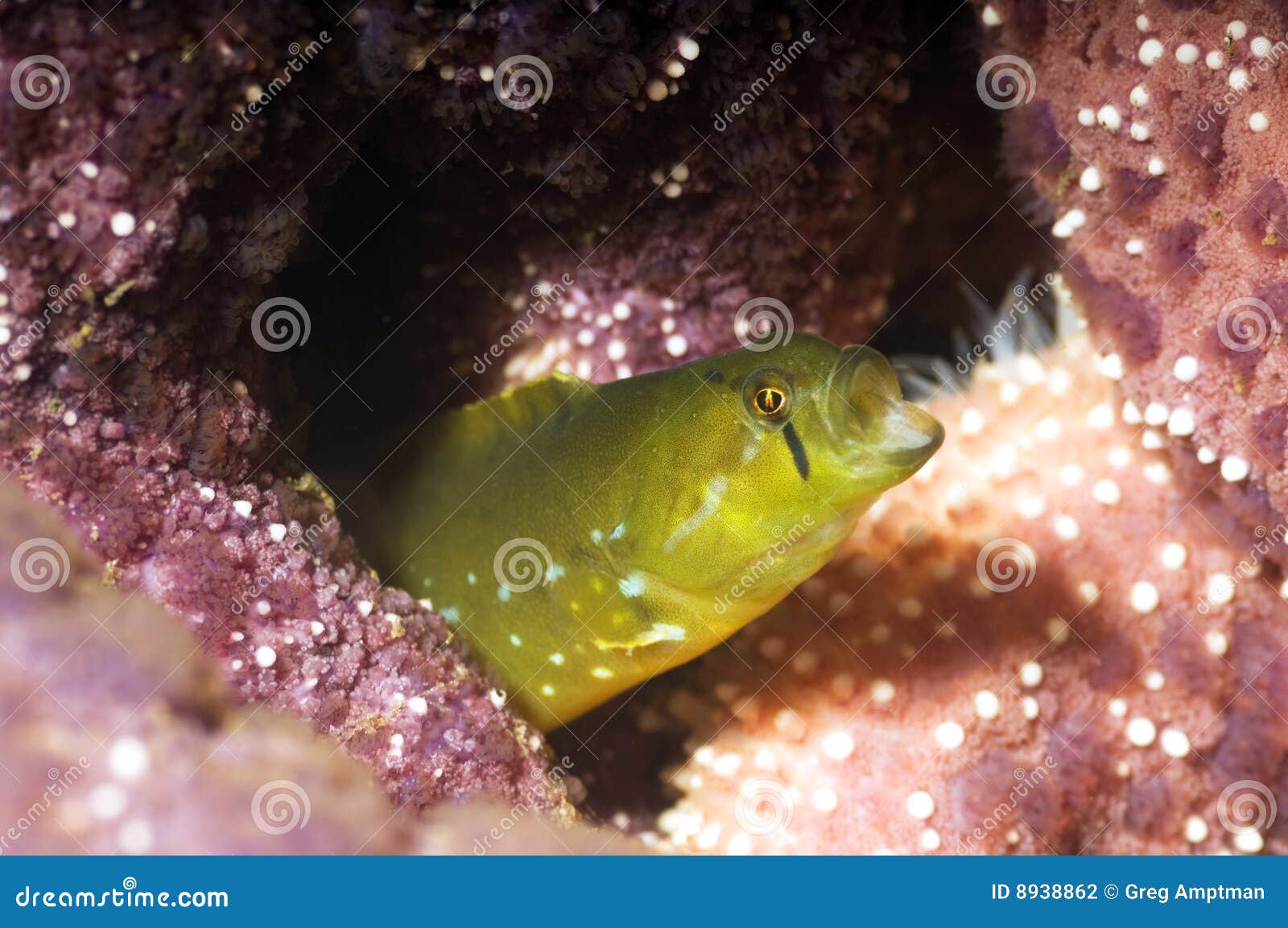 Ooo Sole Mioooo! stock photo. Image of underwater, ocean - 8938862