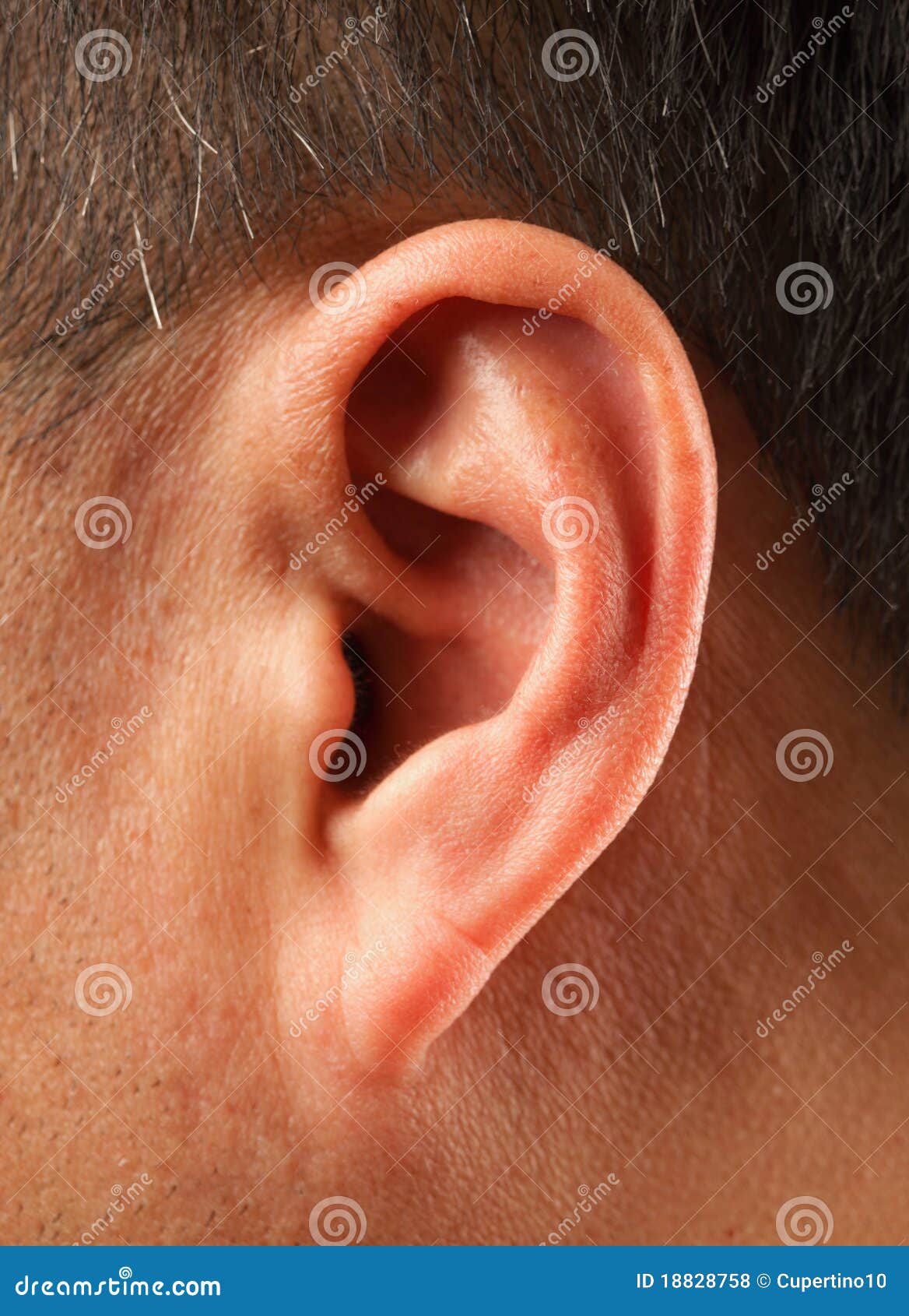 Oor stock foto. Image of schroef, slakkehuis, lichaam - 18828758