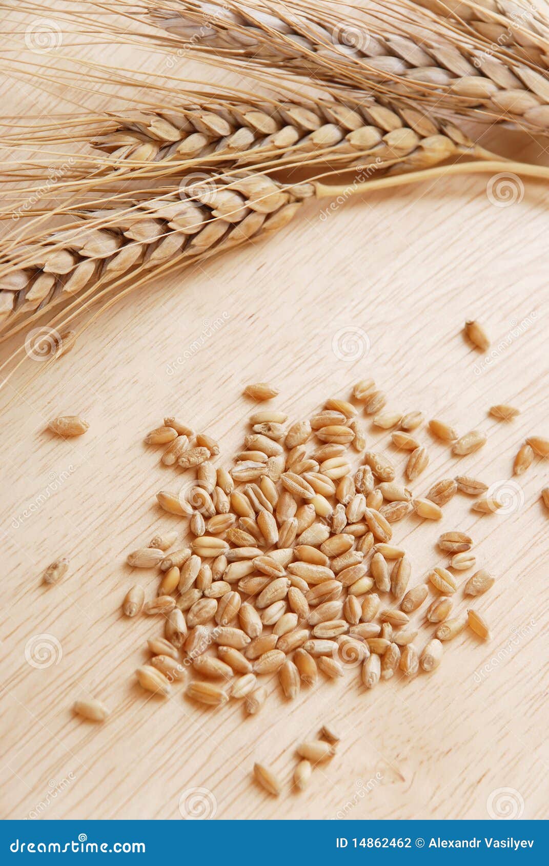 Oor en korrel van de tarwe stock foto. Image of graangewas - 14862462