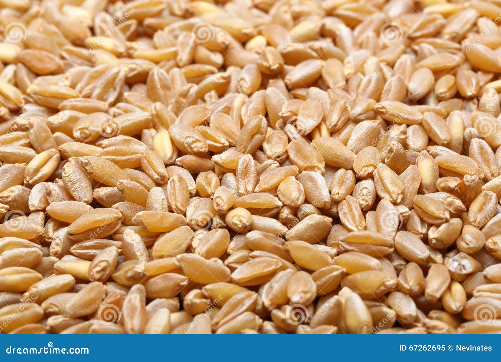 Oor en korrel van de tarwe stock afbeelding. Image of hoop - 67262695